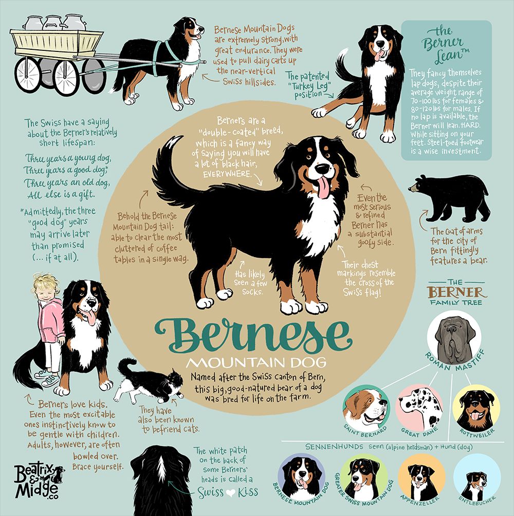 Bernese Mountain Dog infographic poster. | Scrolller
