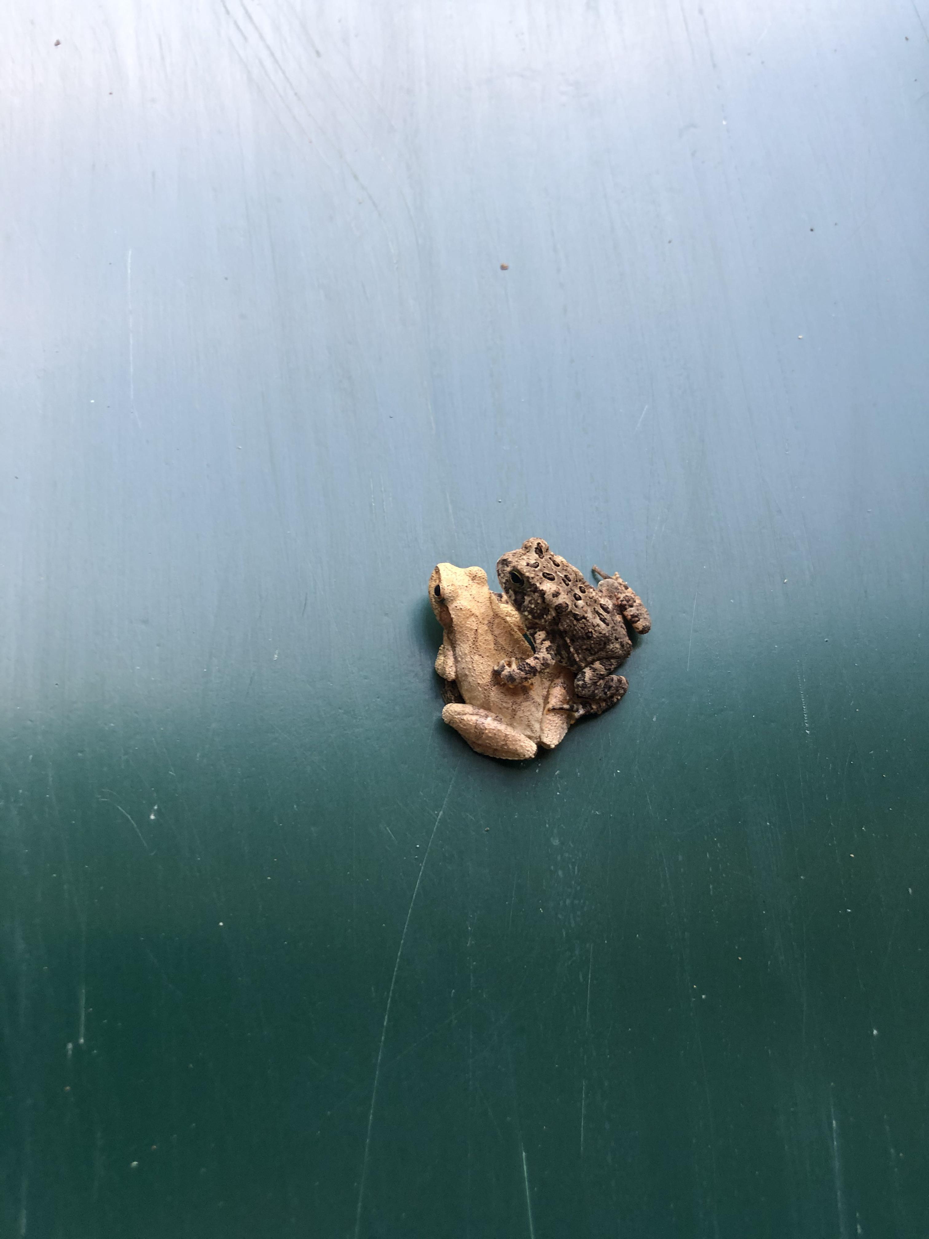 Best buds | Scrolller