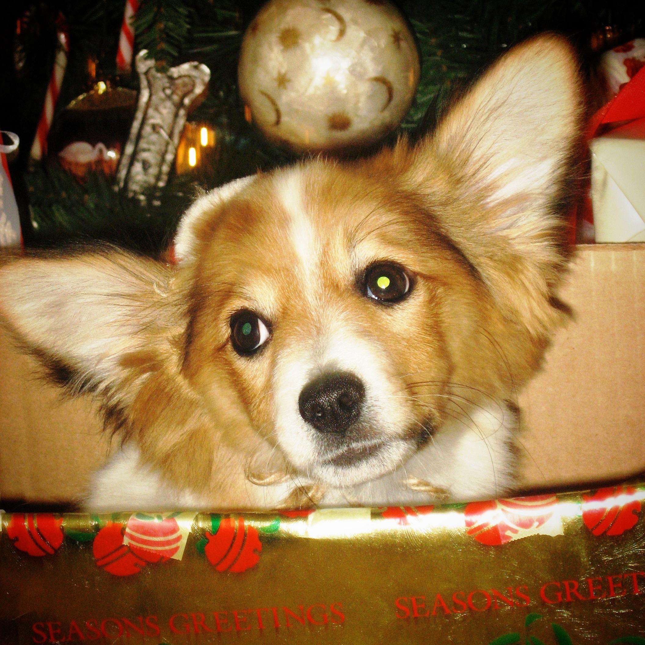 Best Christmas present ever!! Meet baby Pippin. | Scrolller