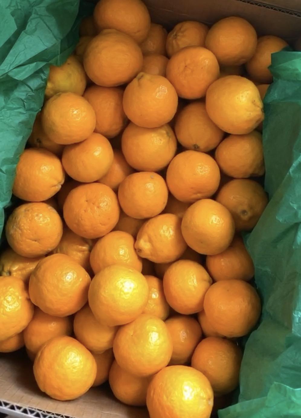 Best monomeal ever, ojai pixie tangerines. IYKYK 🍊 | Scrolller