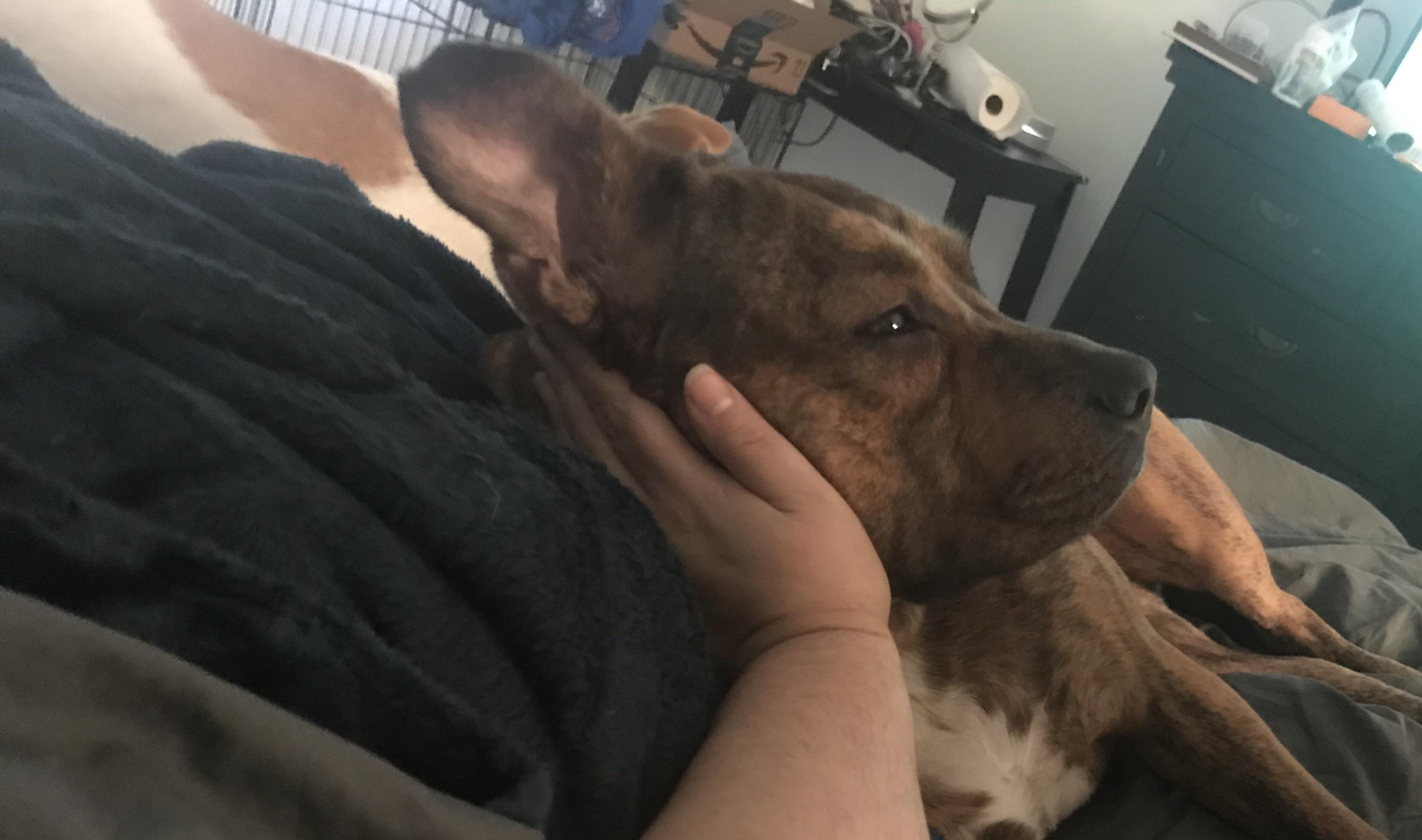 Betty Boop | Scrolller