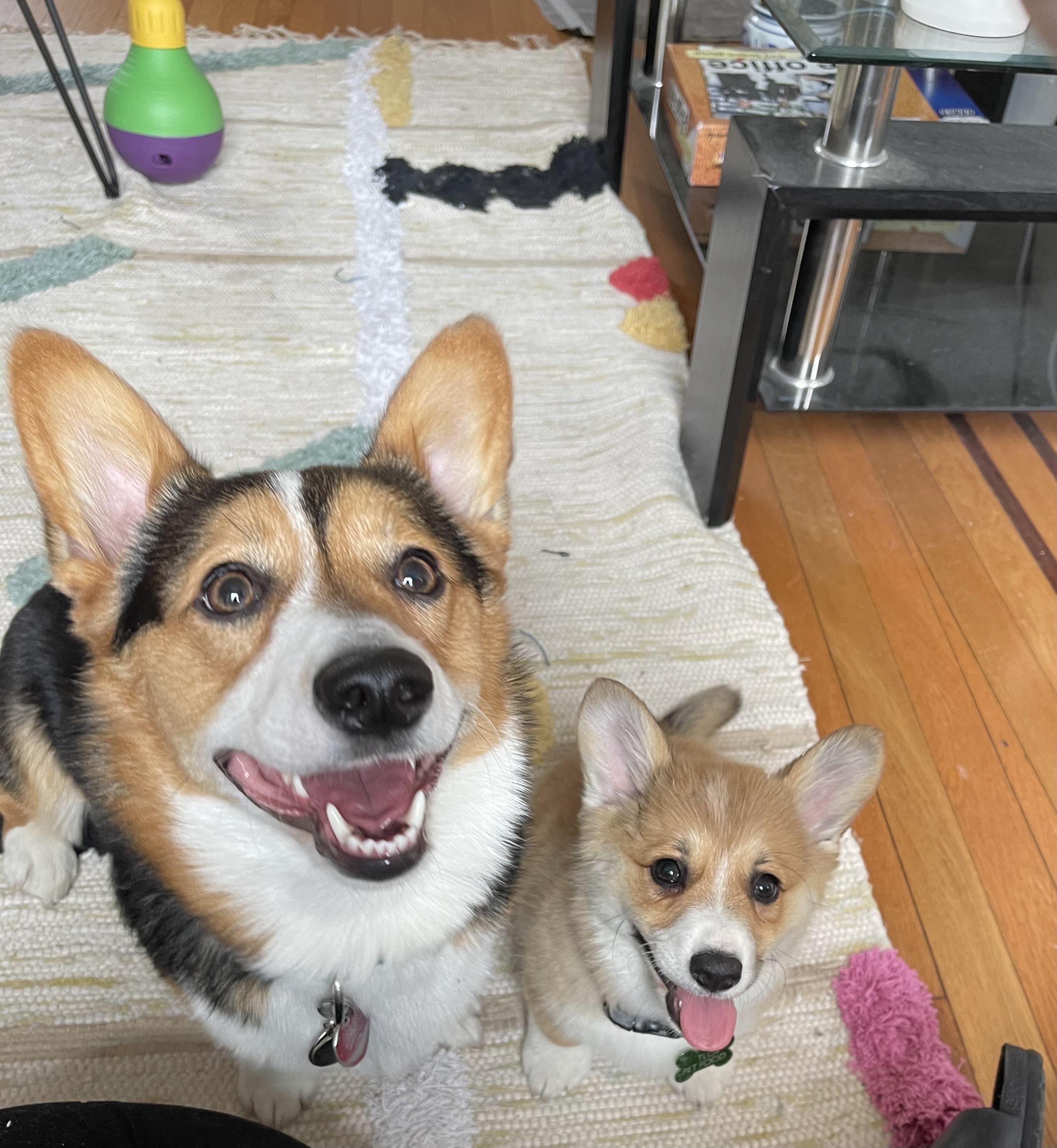 Big and Smol | Scrolller