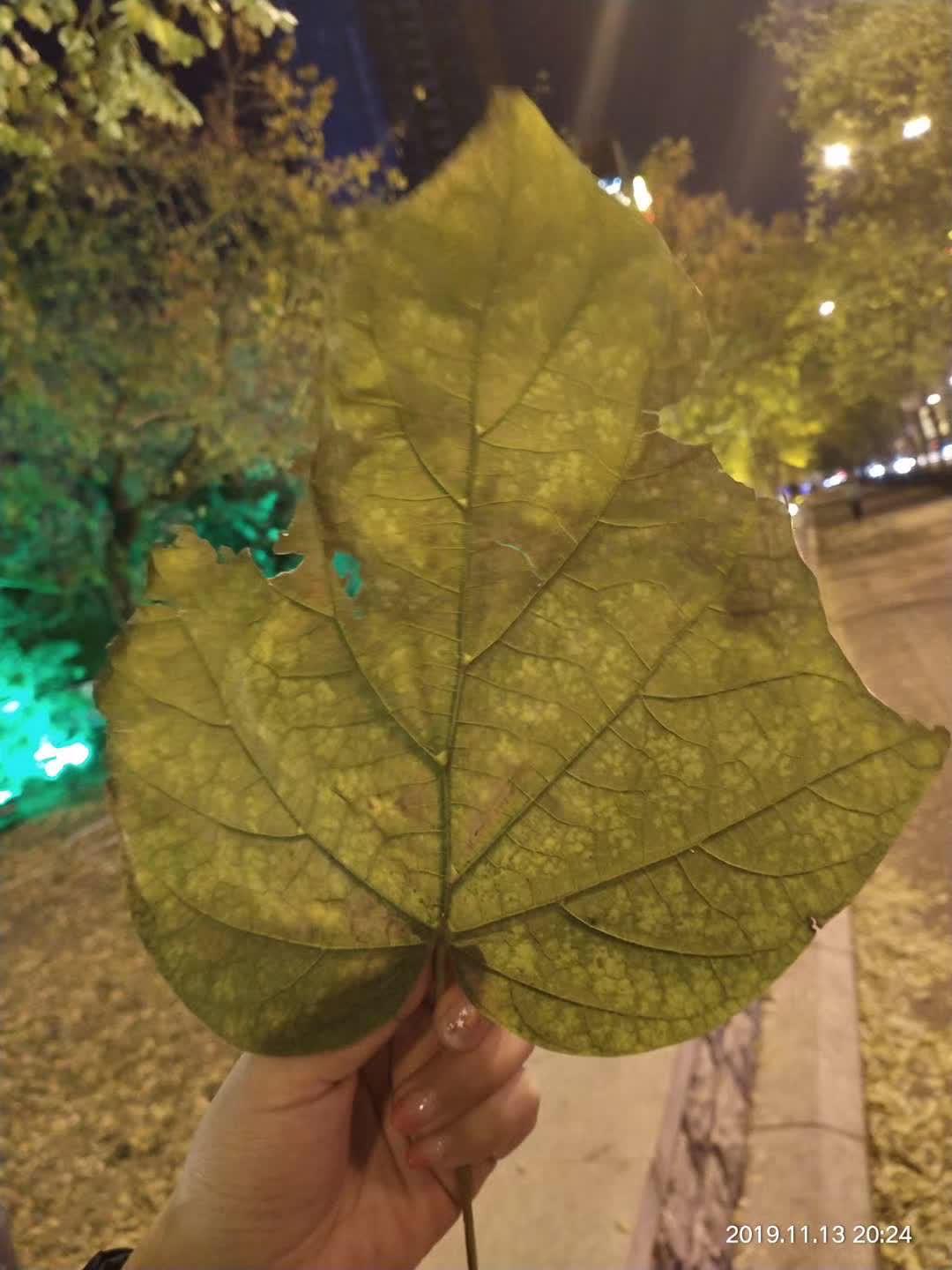 Big big big leaves | Scrolller