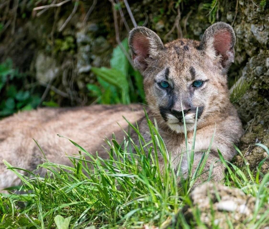 Big Blue Eyed Mountain Lion Cub | Scrolller