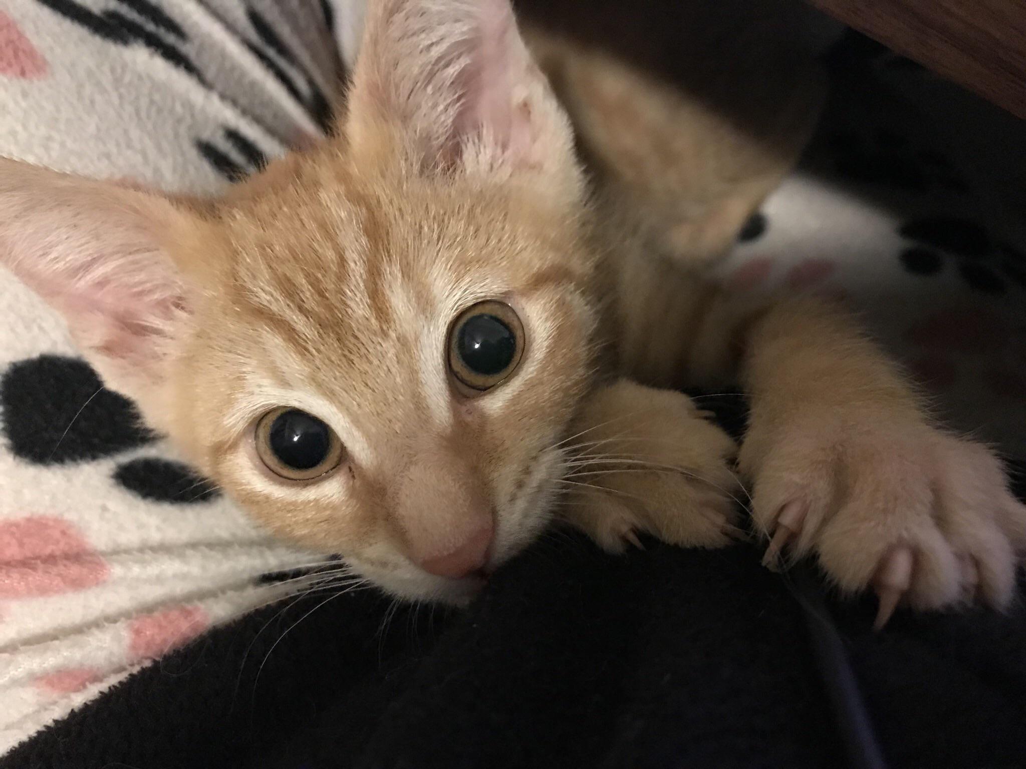 Big brown eyes for the win. | Scrolller