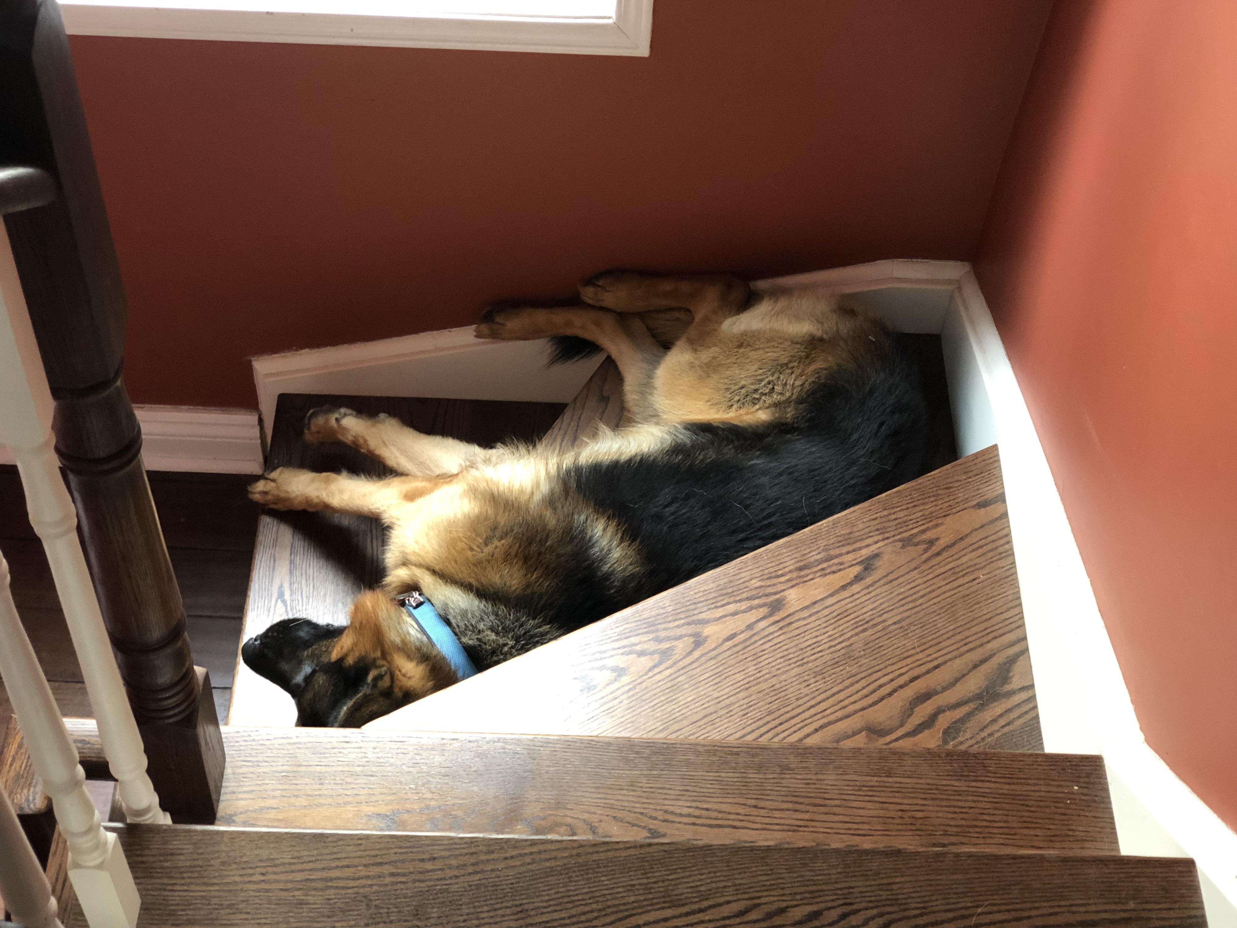 Big dog, small step. Catching some rays! | Scrolller