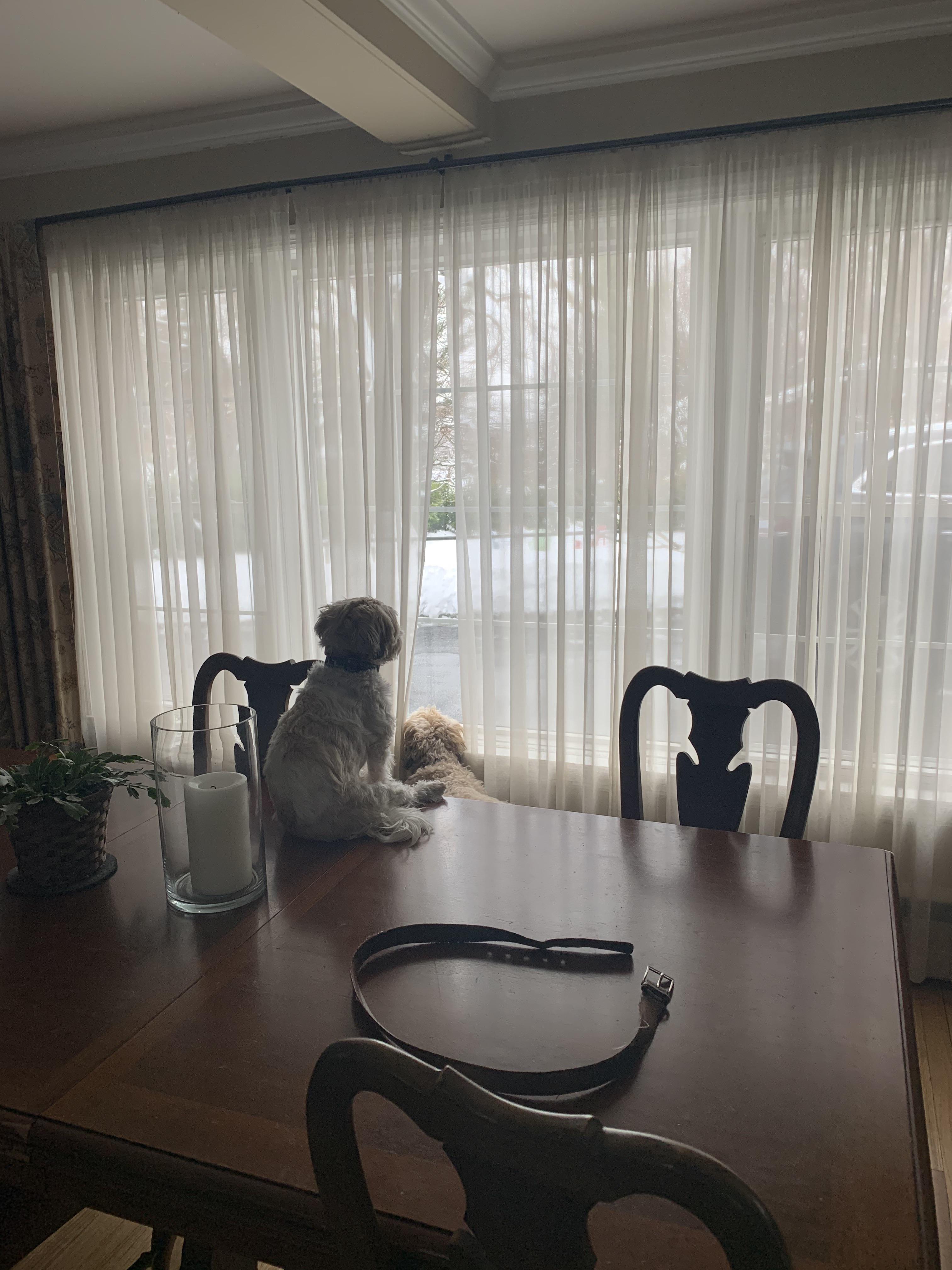 Big guy helping the little guy see through the curtains | Scrolller