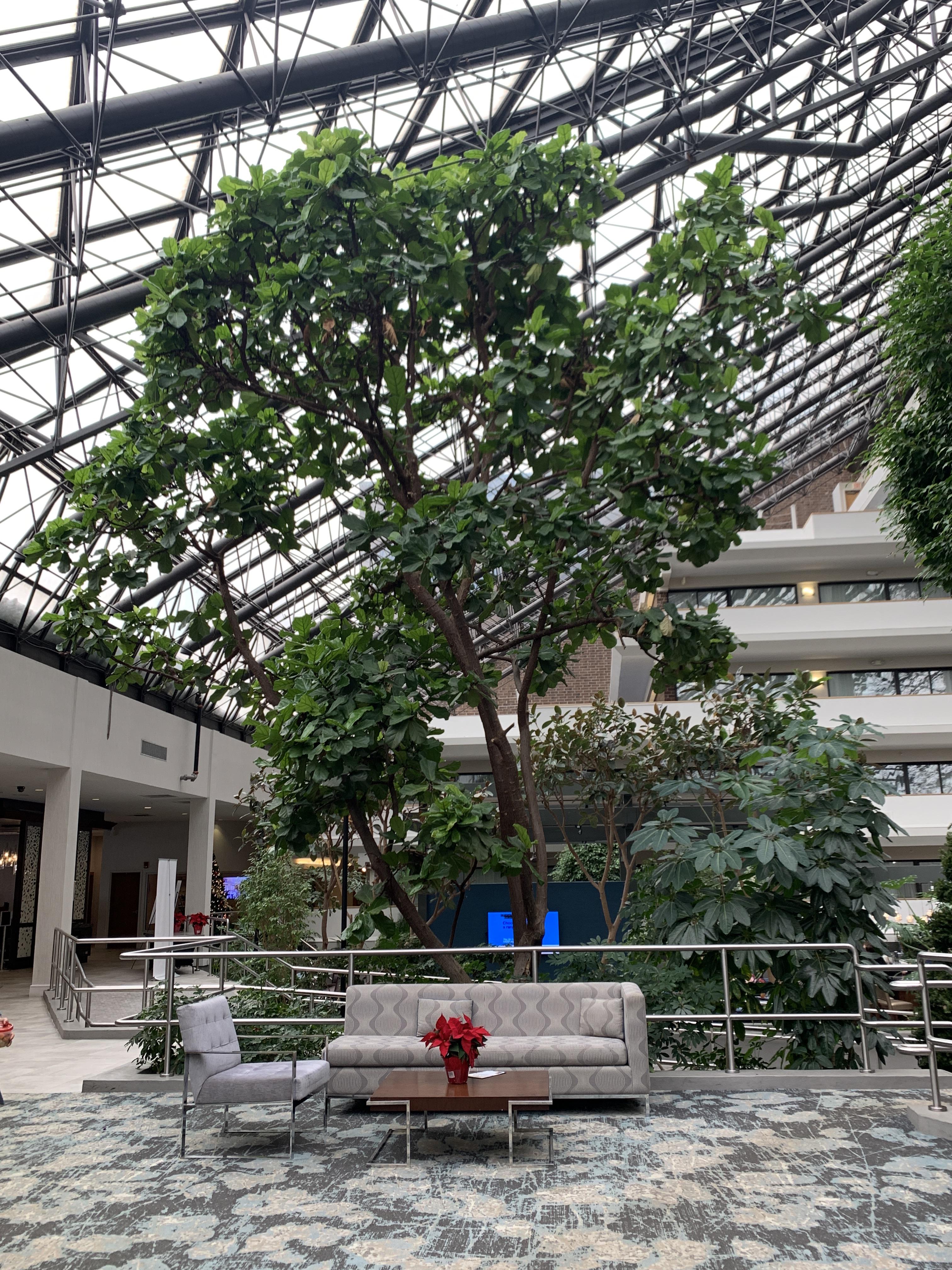 Big ol fiddle leaf fig tree | Scrolller