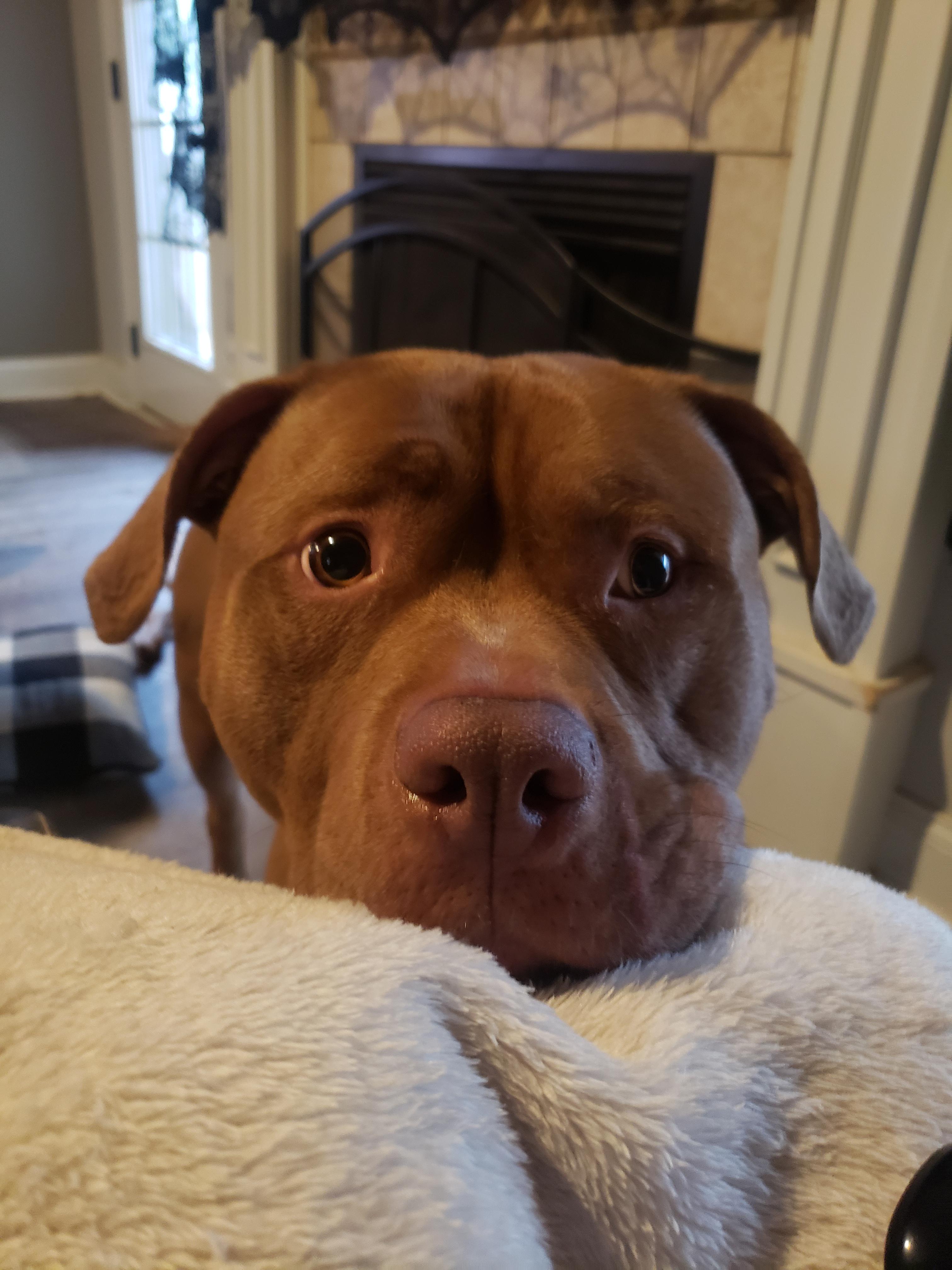 Big ole beef head | Scrolller