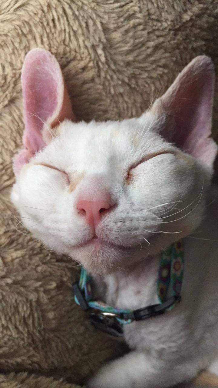 Big smile and even bigger ears | Scrolller