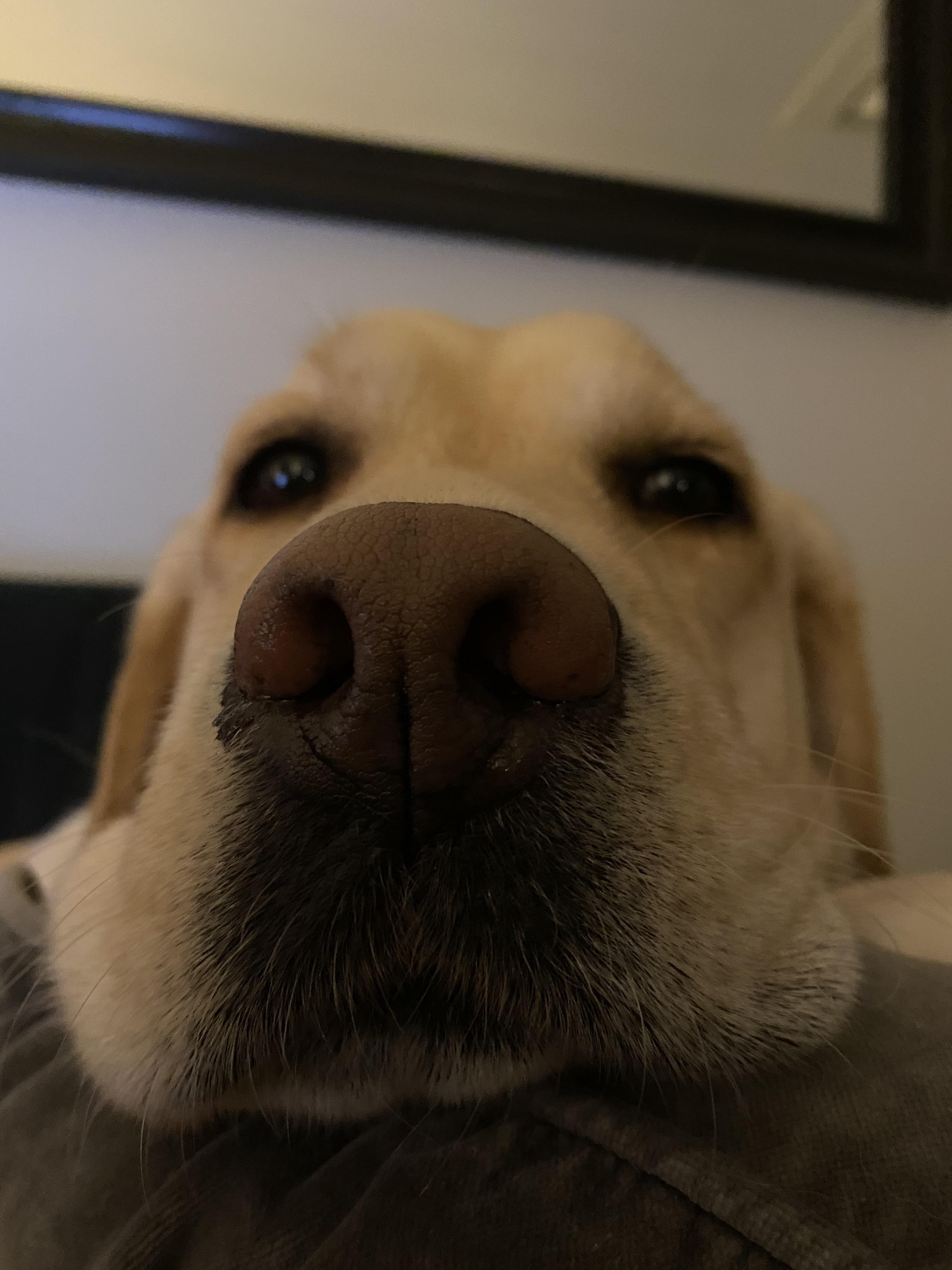 big snoot | Scrolller