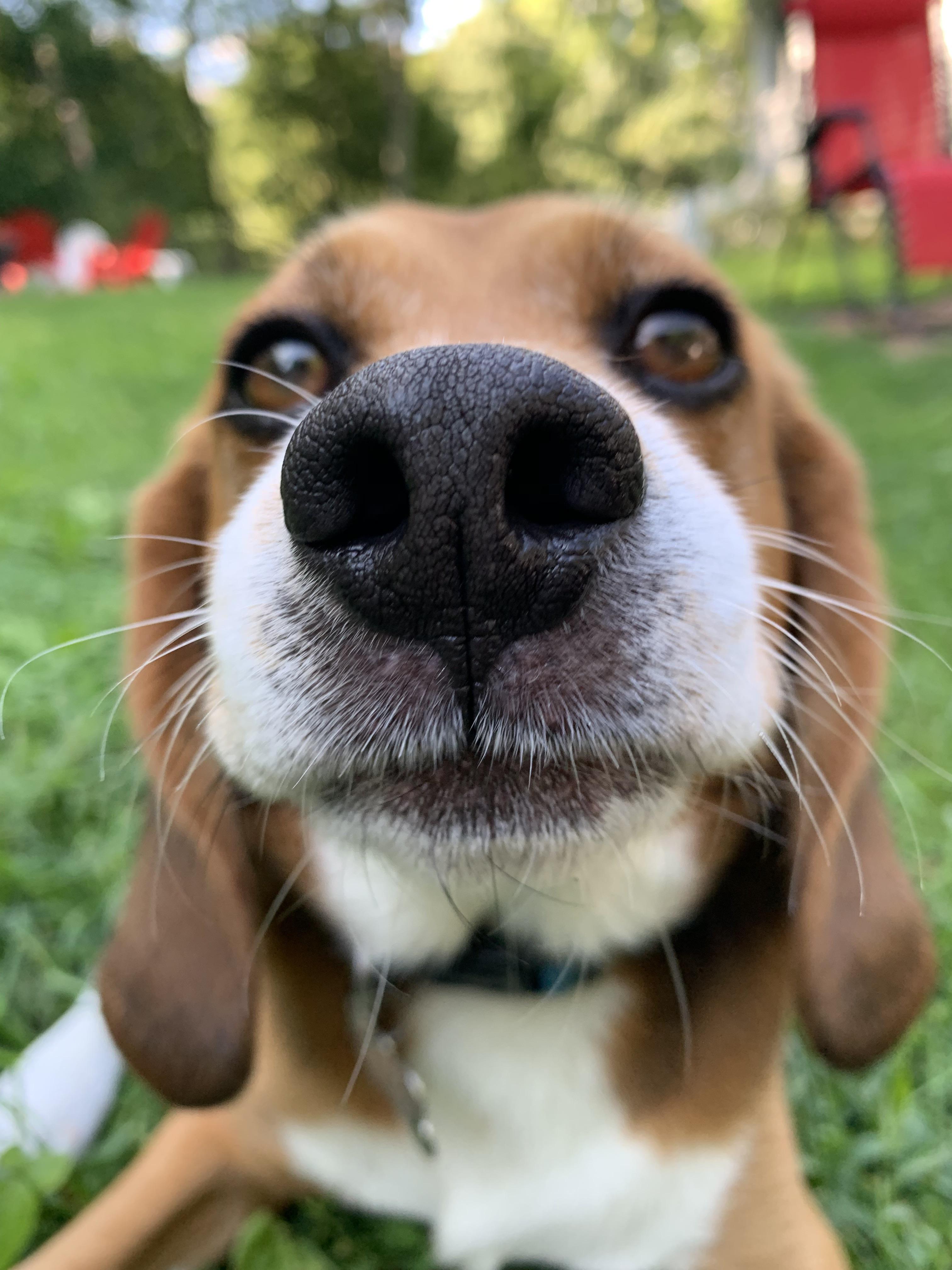 Big snoot! | Scrolller