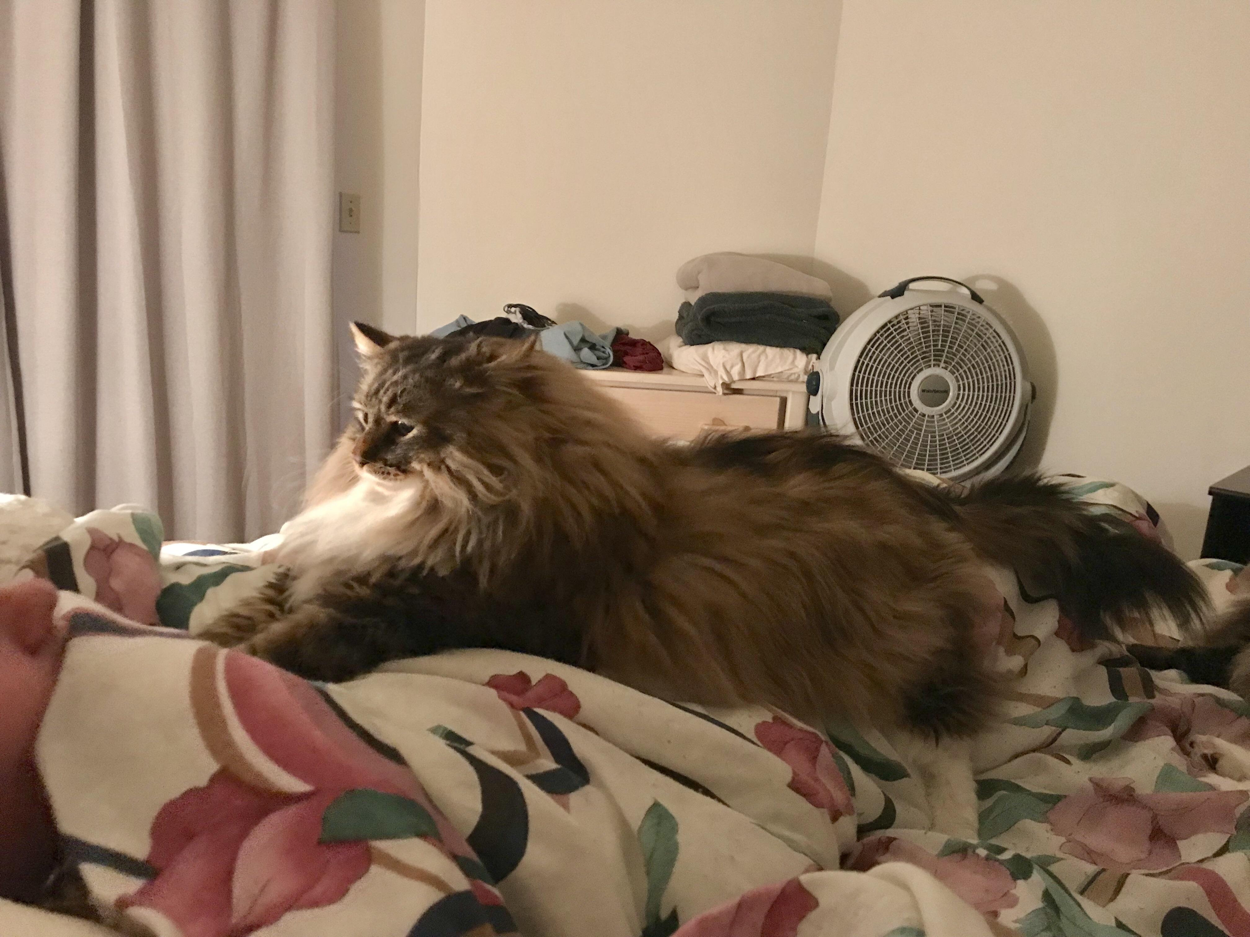 Big Sully being a good boy | Scrolller