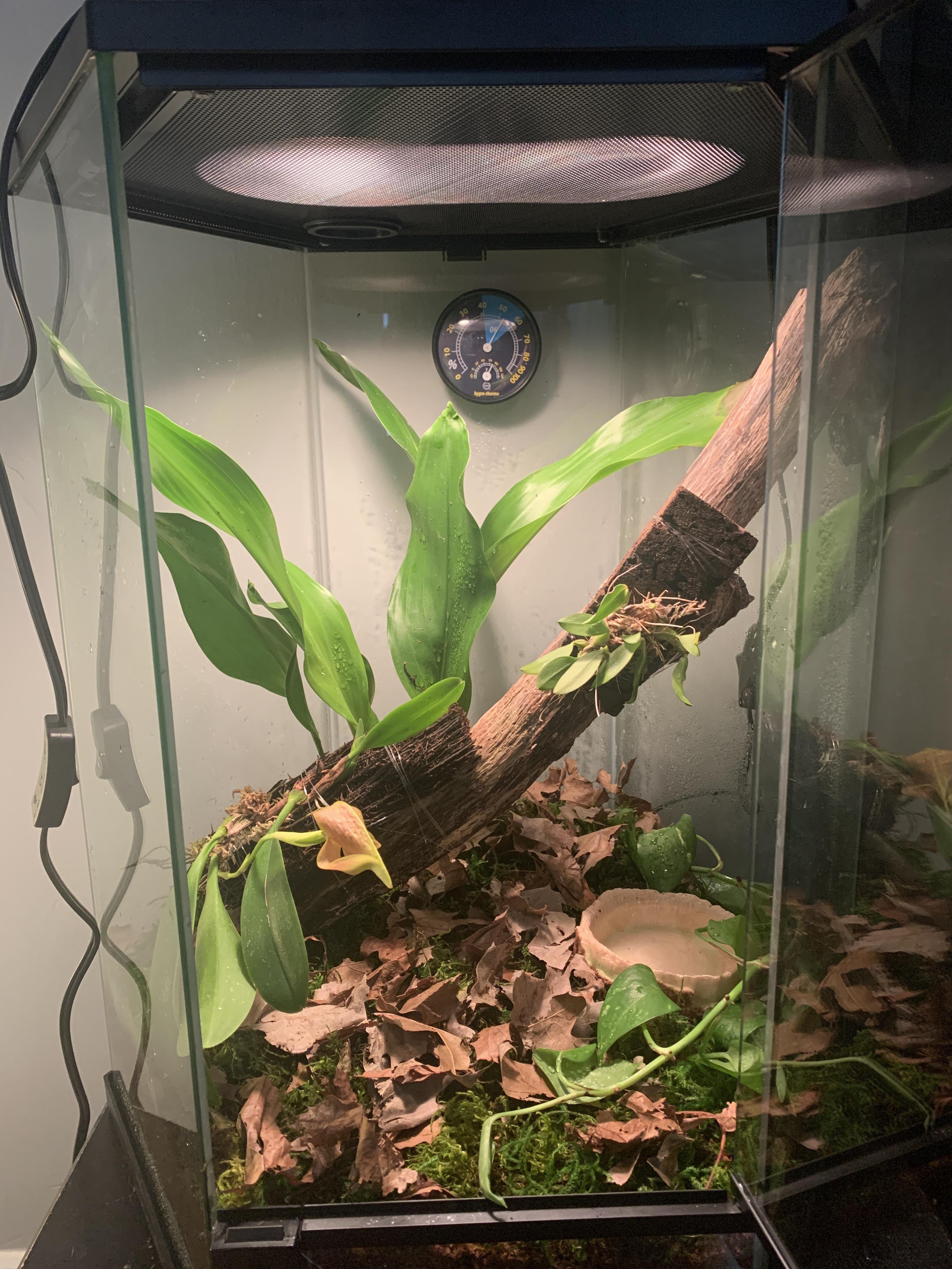 Bioactive terrarium suggestions for two WTFs? I’m a newbie :) | Scrolller