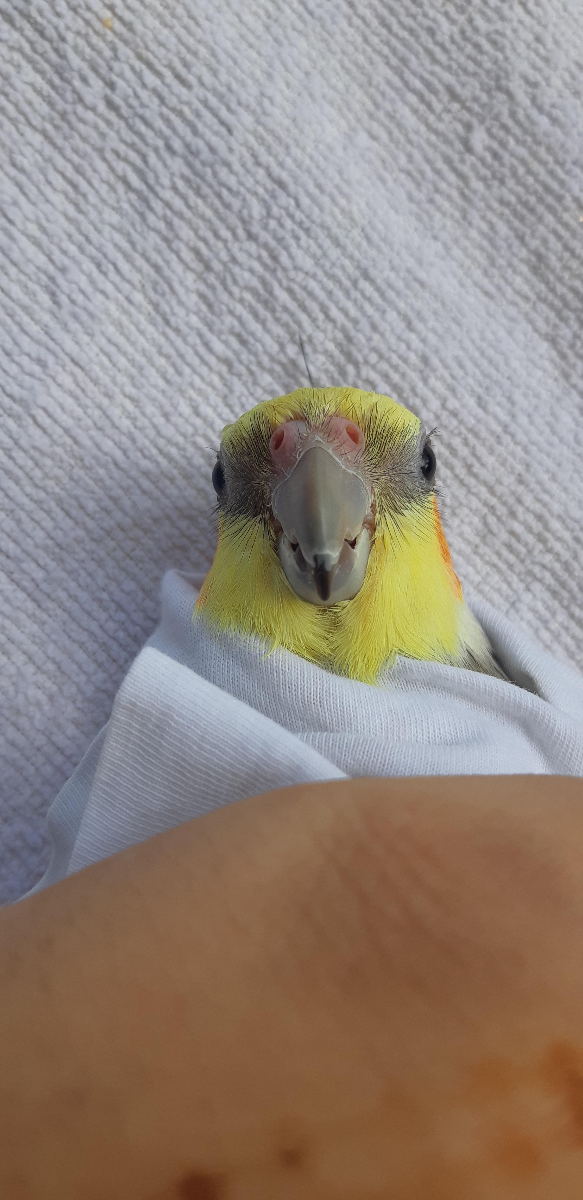 Birb Burrito!! | Scrolller