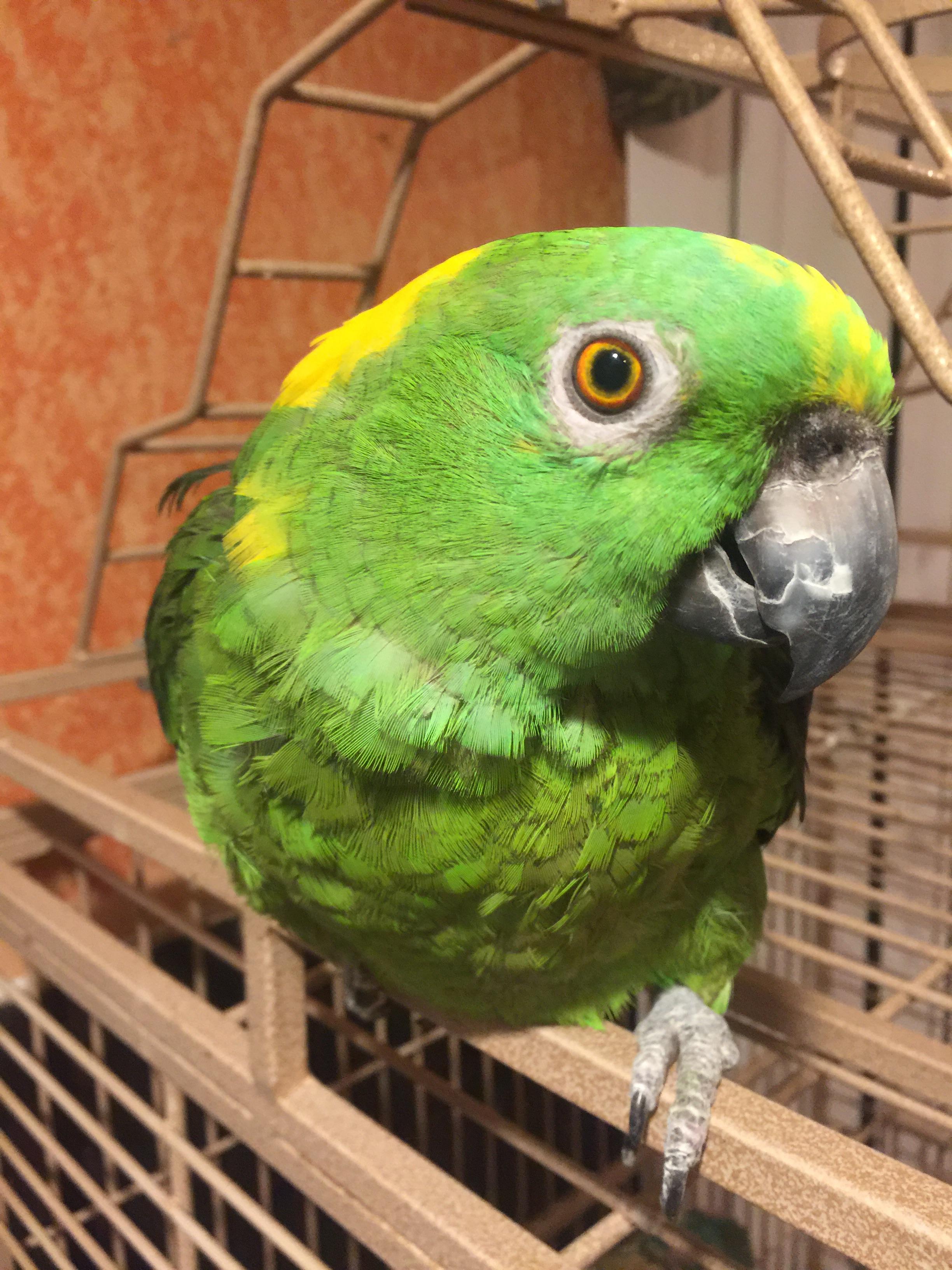 Birb posing for pic | Scrolller