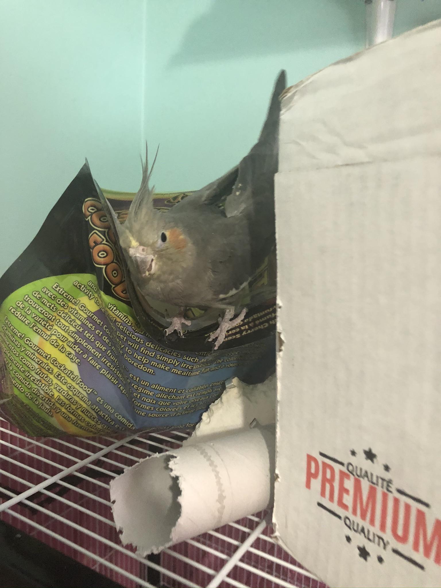 Birb stealin a snacc | Scrolller