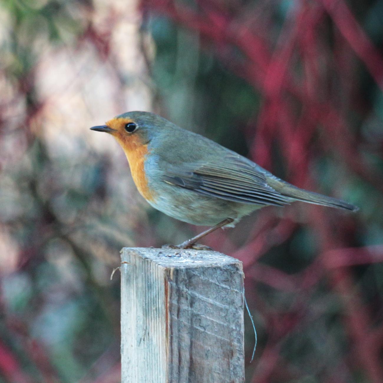 Bird day 7 | Scrolller