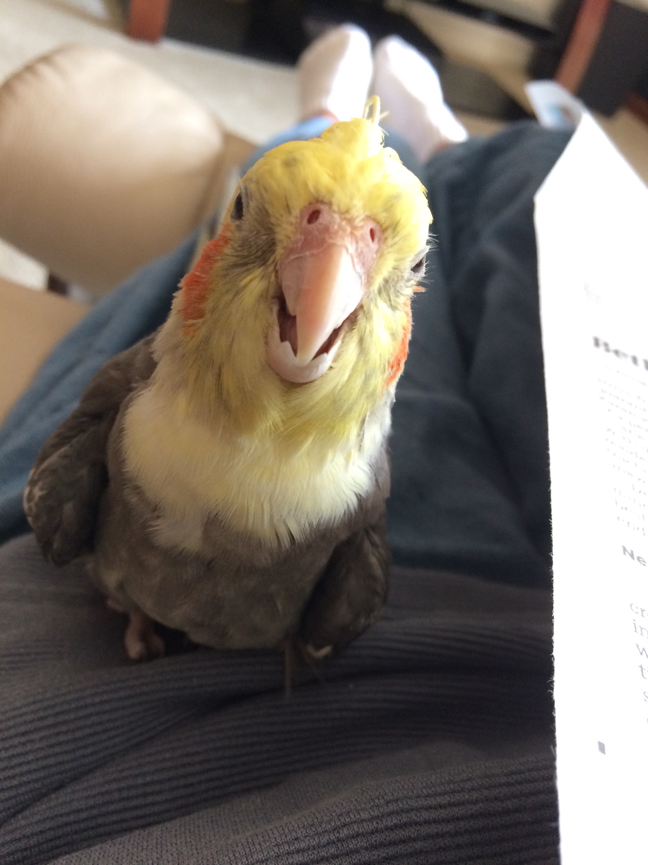 Bird is extra grumpy today. He's 25 and is allowed to be. | Scrolller