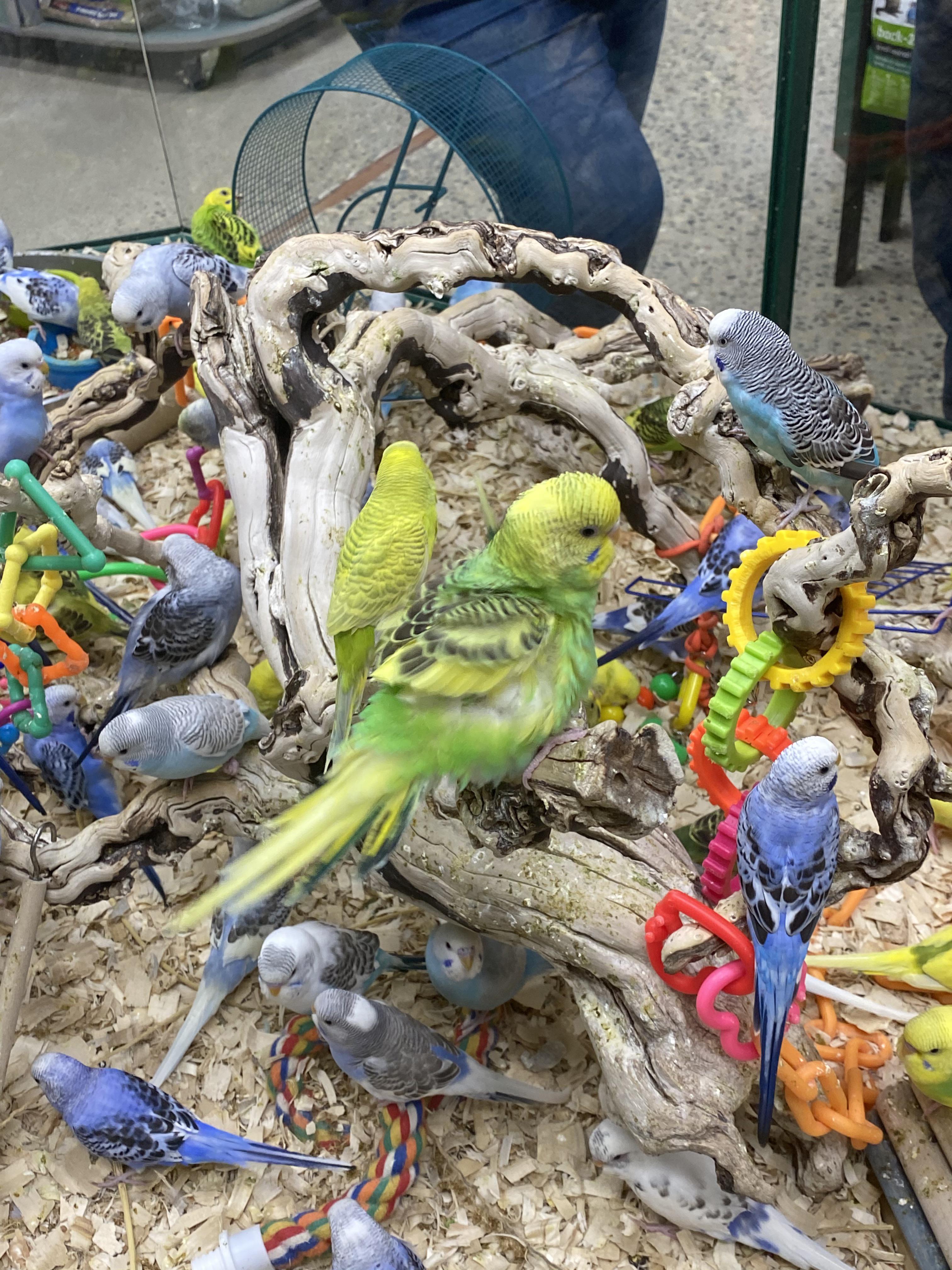 Birds Scrolller