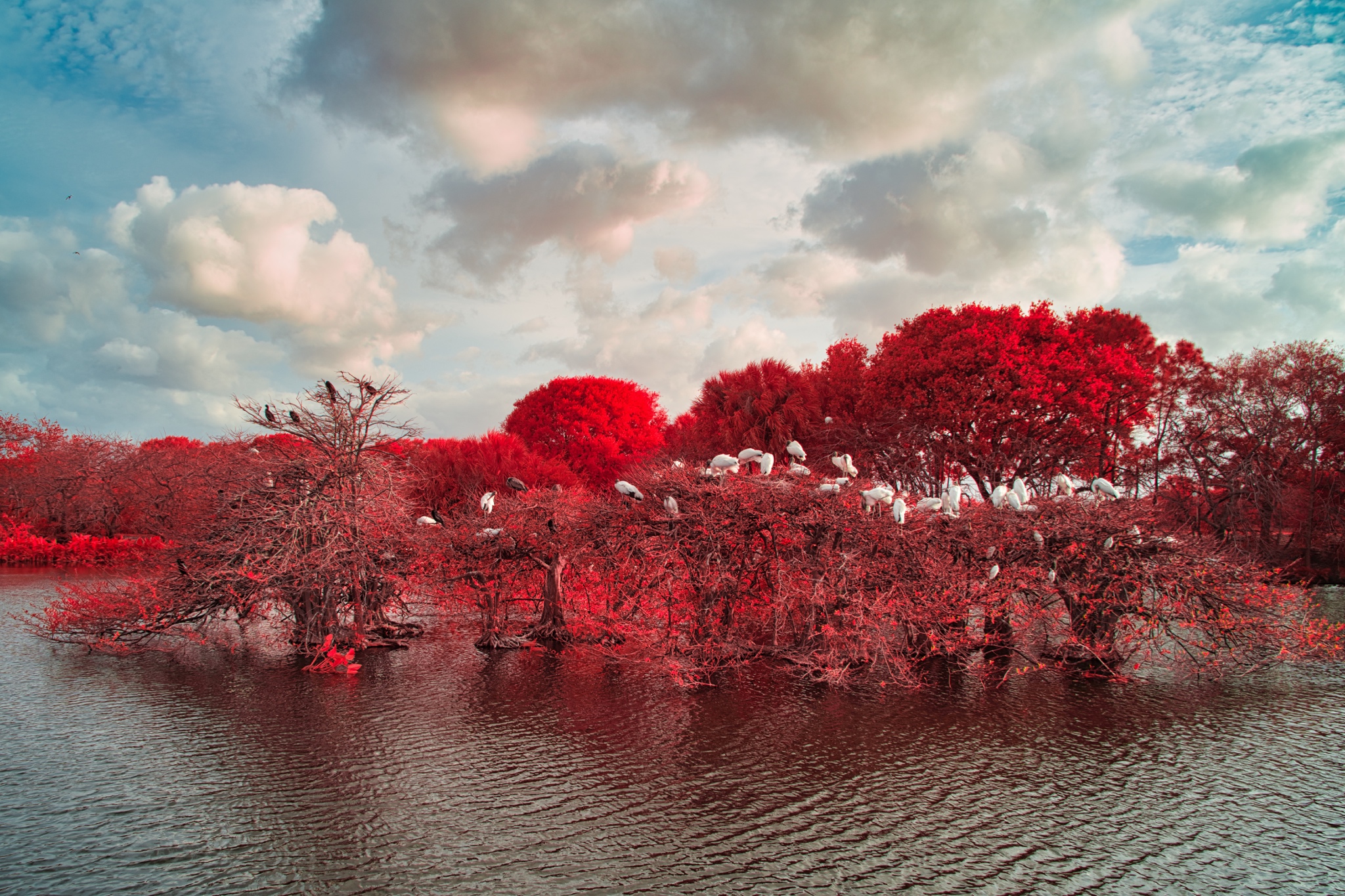 Birds [OC] | Scrolller