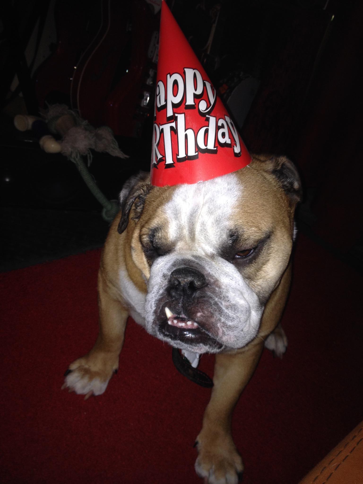 Birthday bull | Scrolller