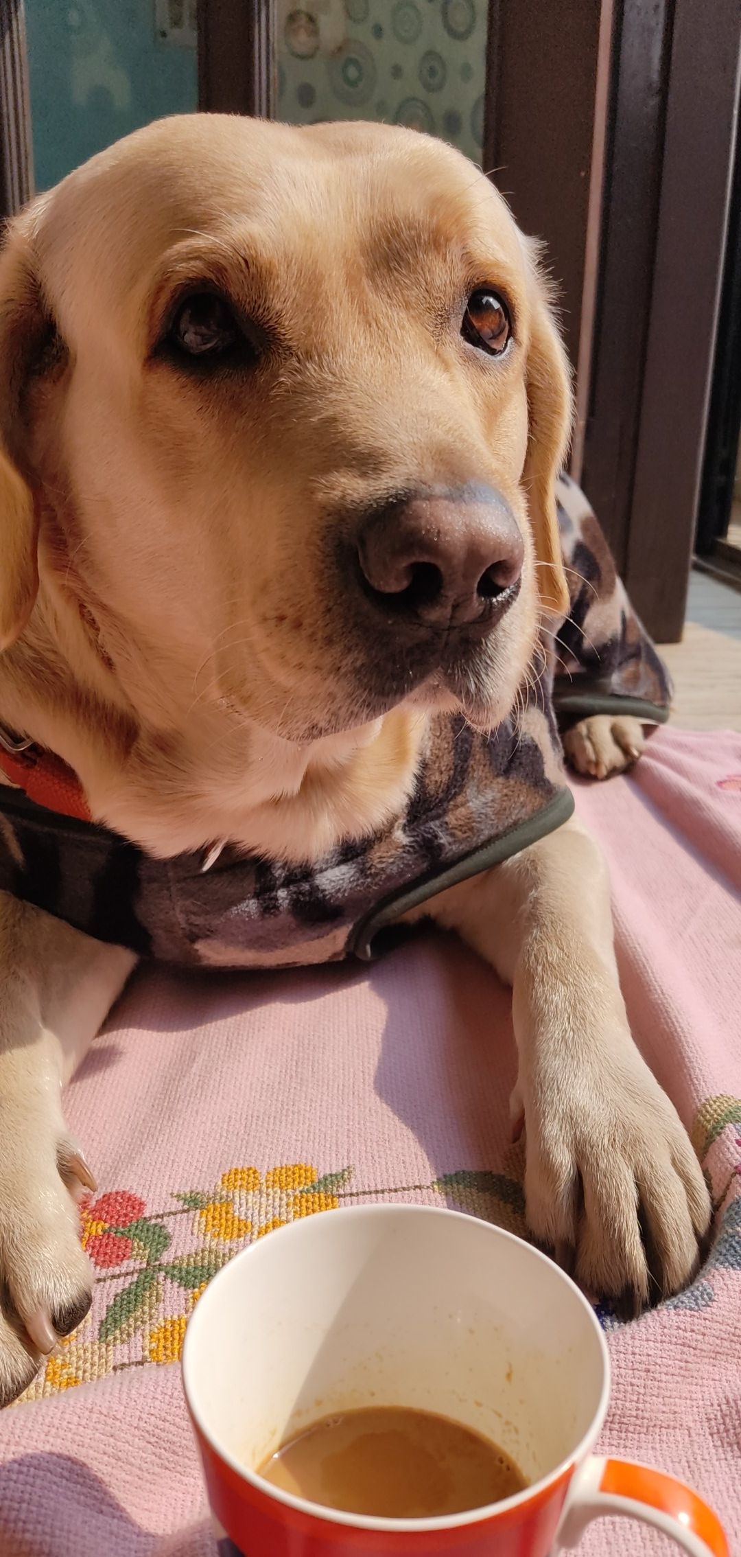 Biscuits? | Scrolller