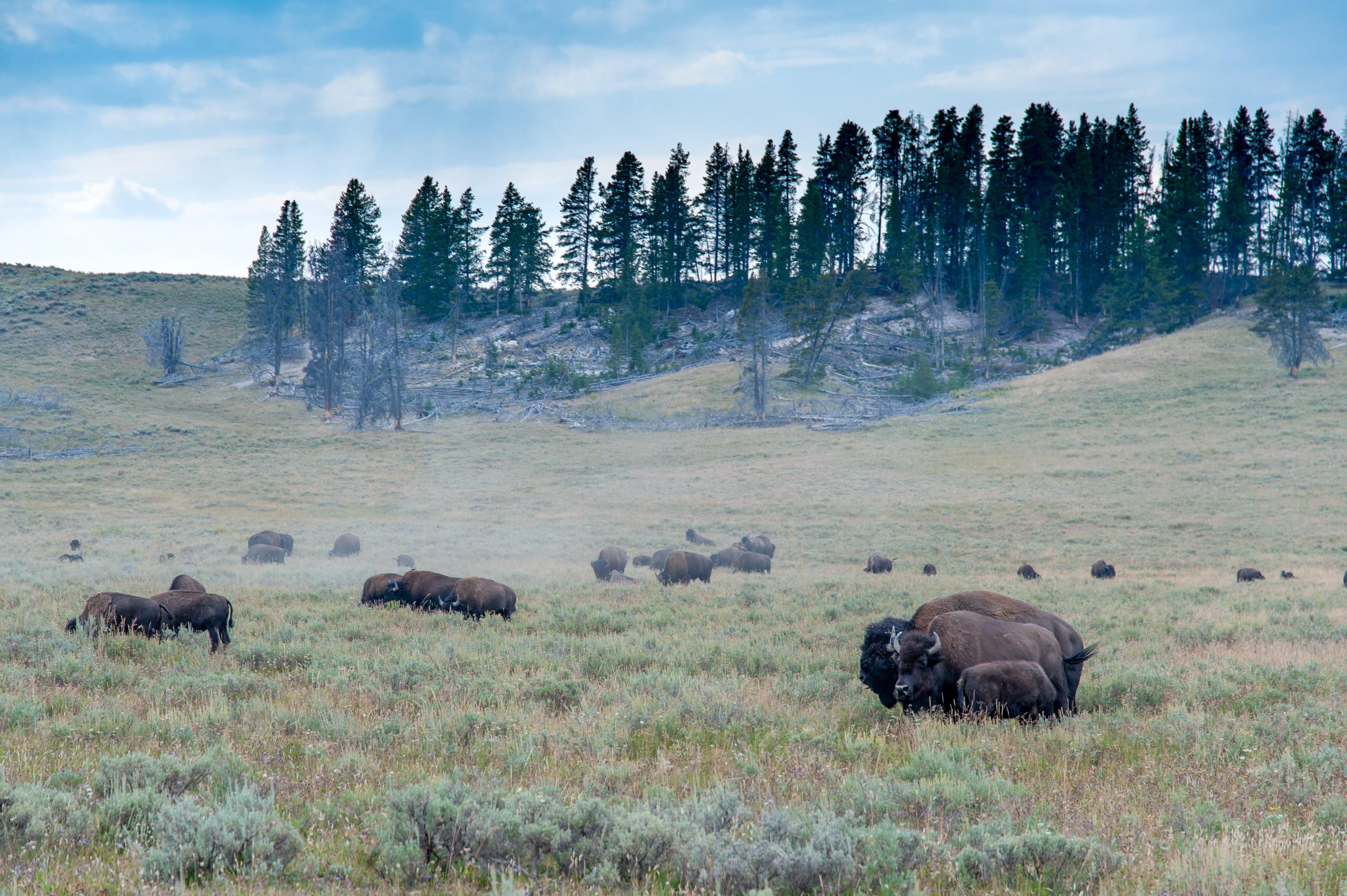 Bison of Yellowstone | Scrolller