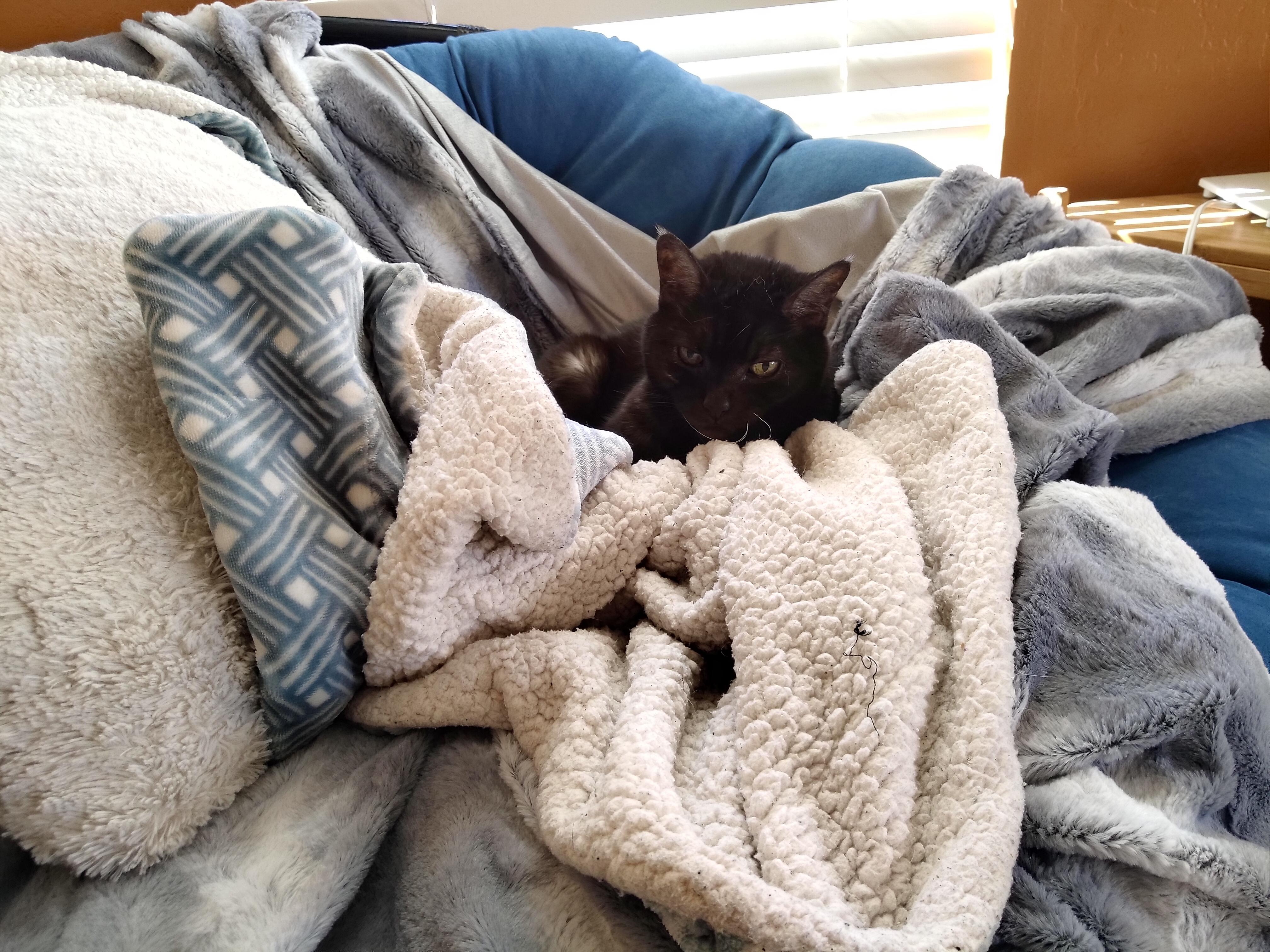 Bjorn loves my papasan chair and thinks all that cozy is strictly for him. | Scrolller
