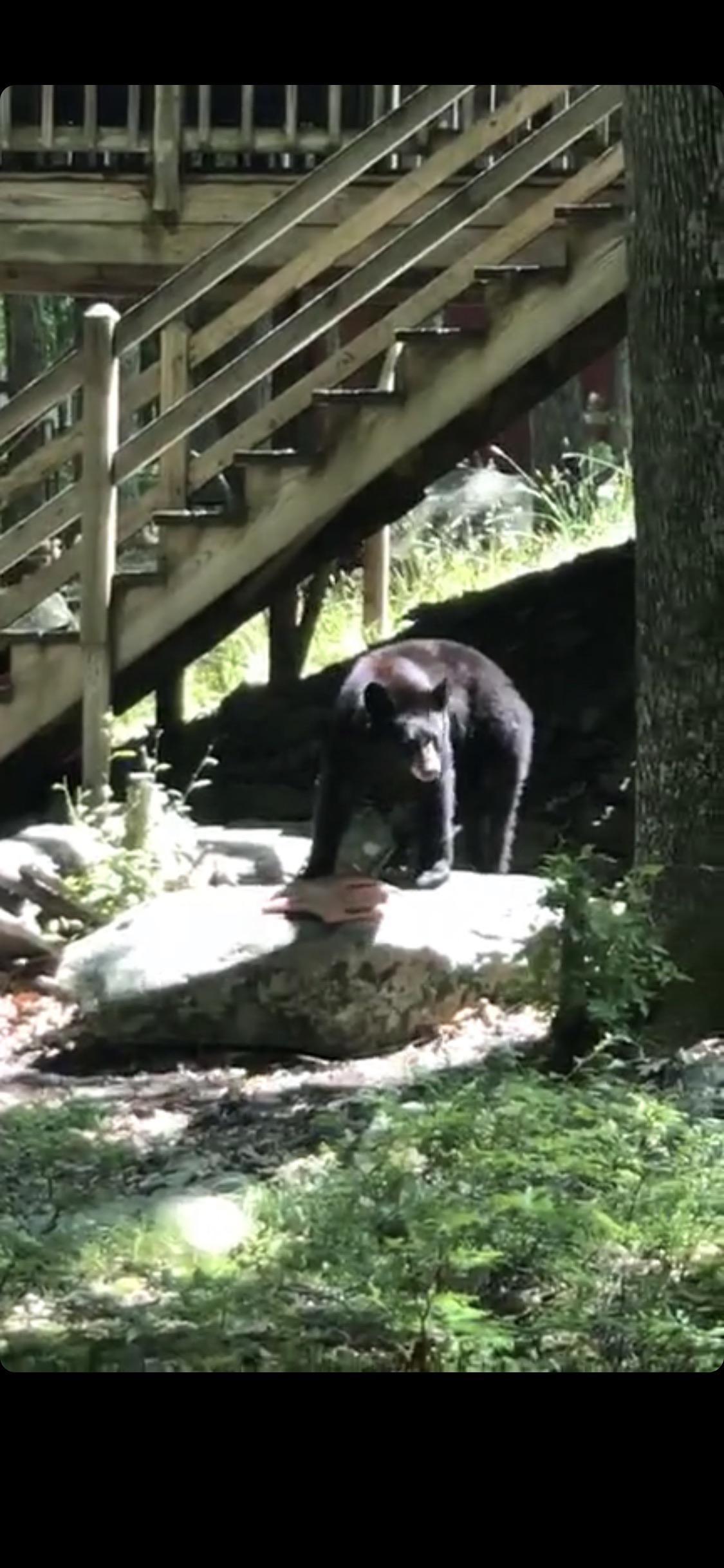 Black Bear by my site in Milford. | Scrolller