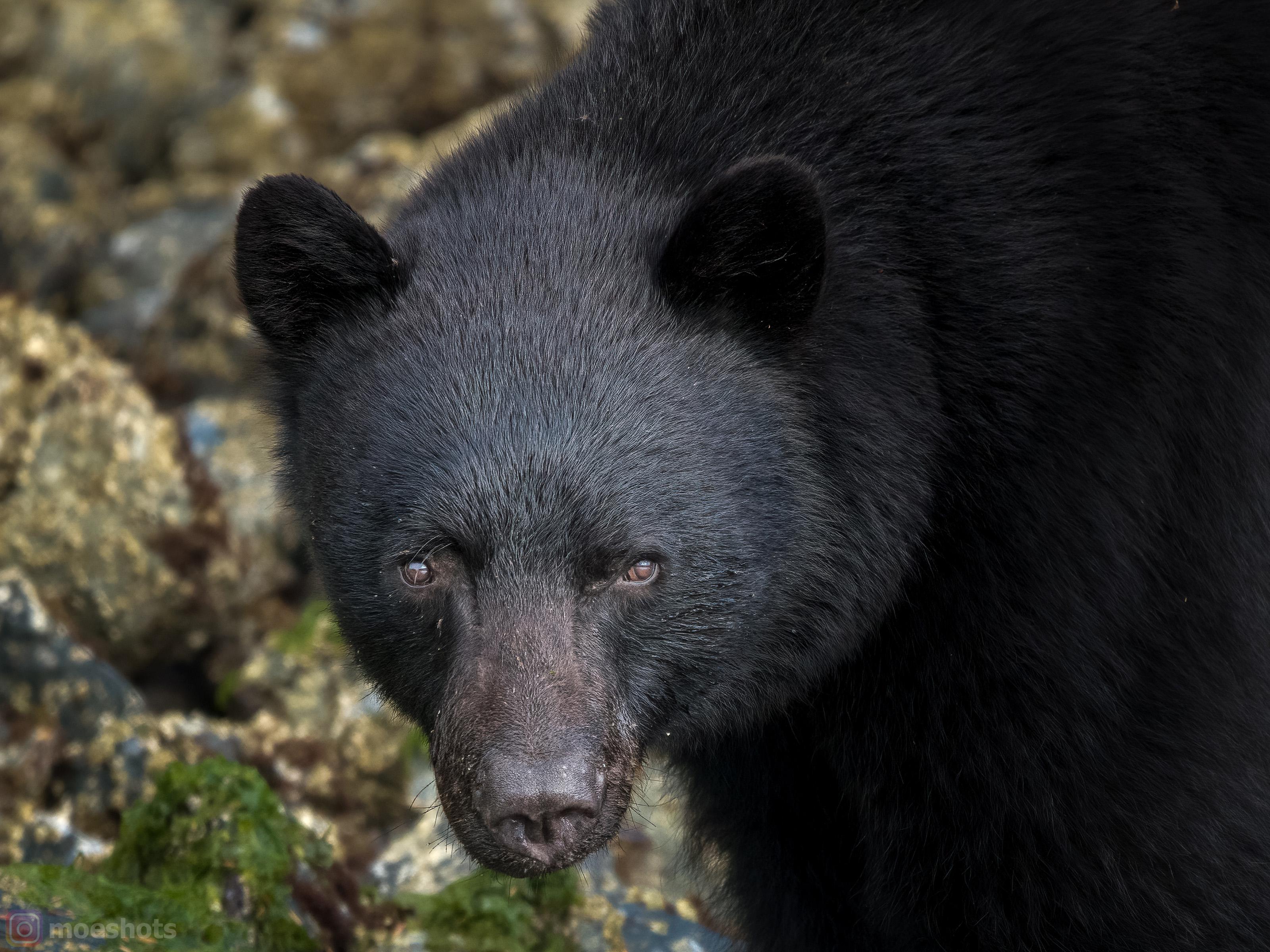 Black bear portrait. Tofino, BC | Scrolller