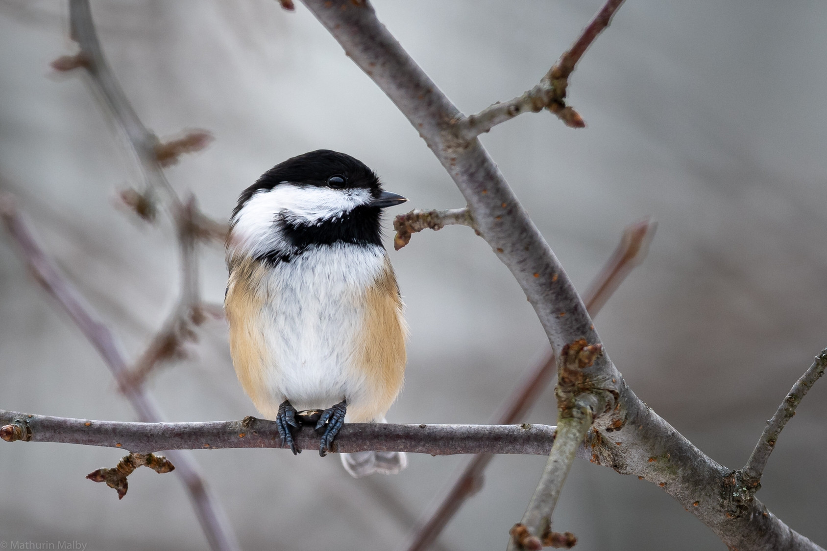 Black-capped Chickadee in my yard. | Scrolller