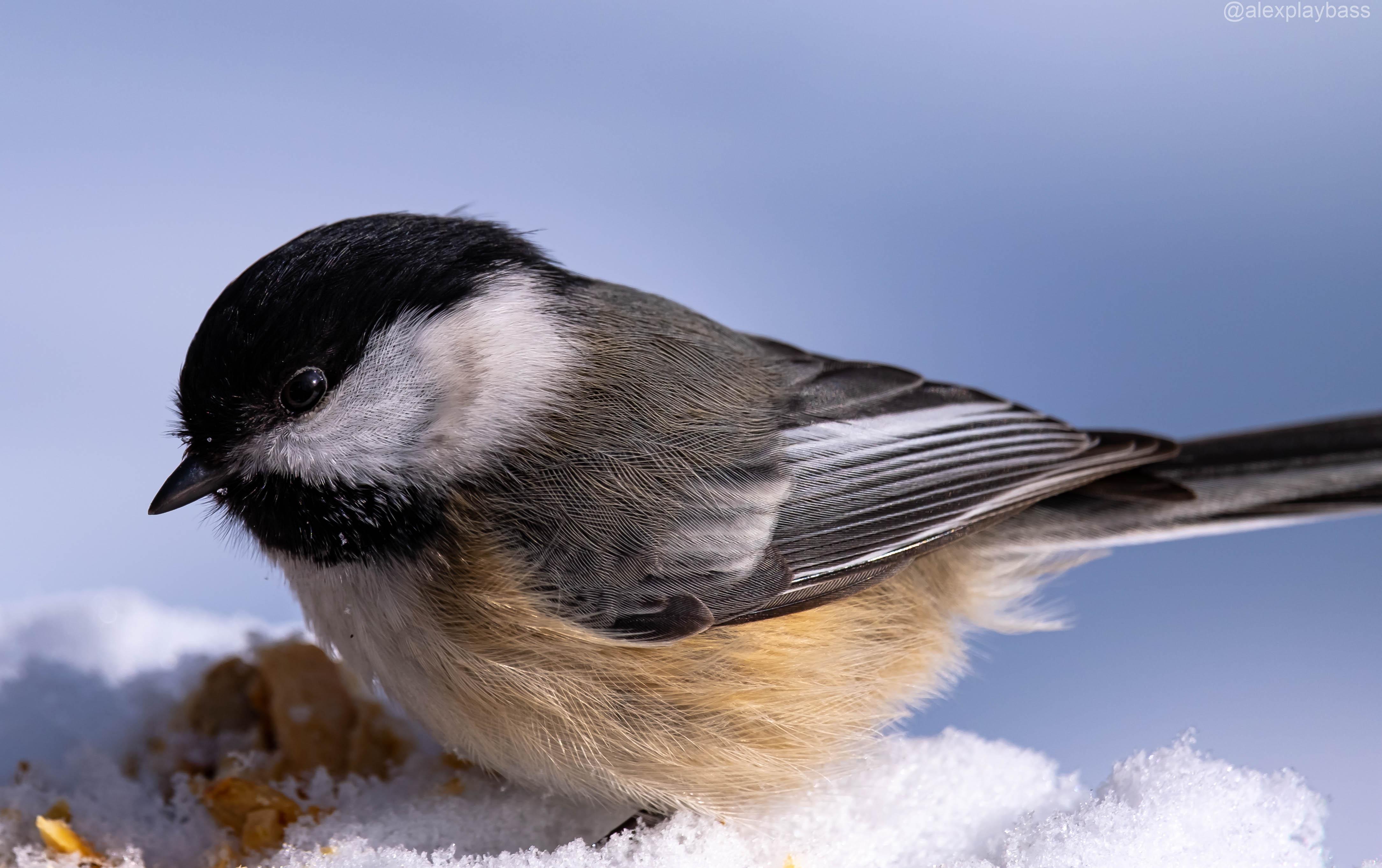 Black-capped chickadee | Scrolller