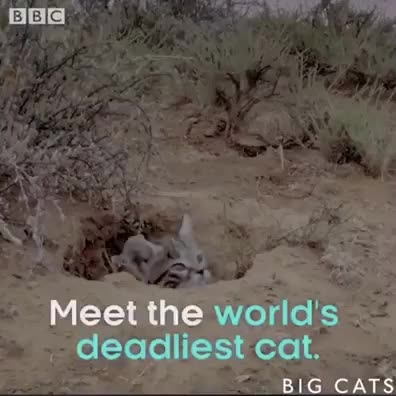 🔥 Black footed cats | Scrolller