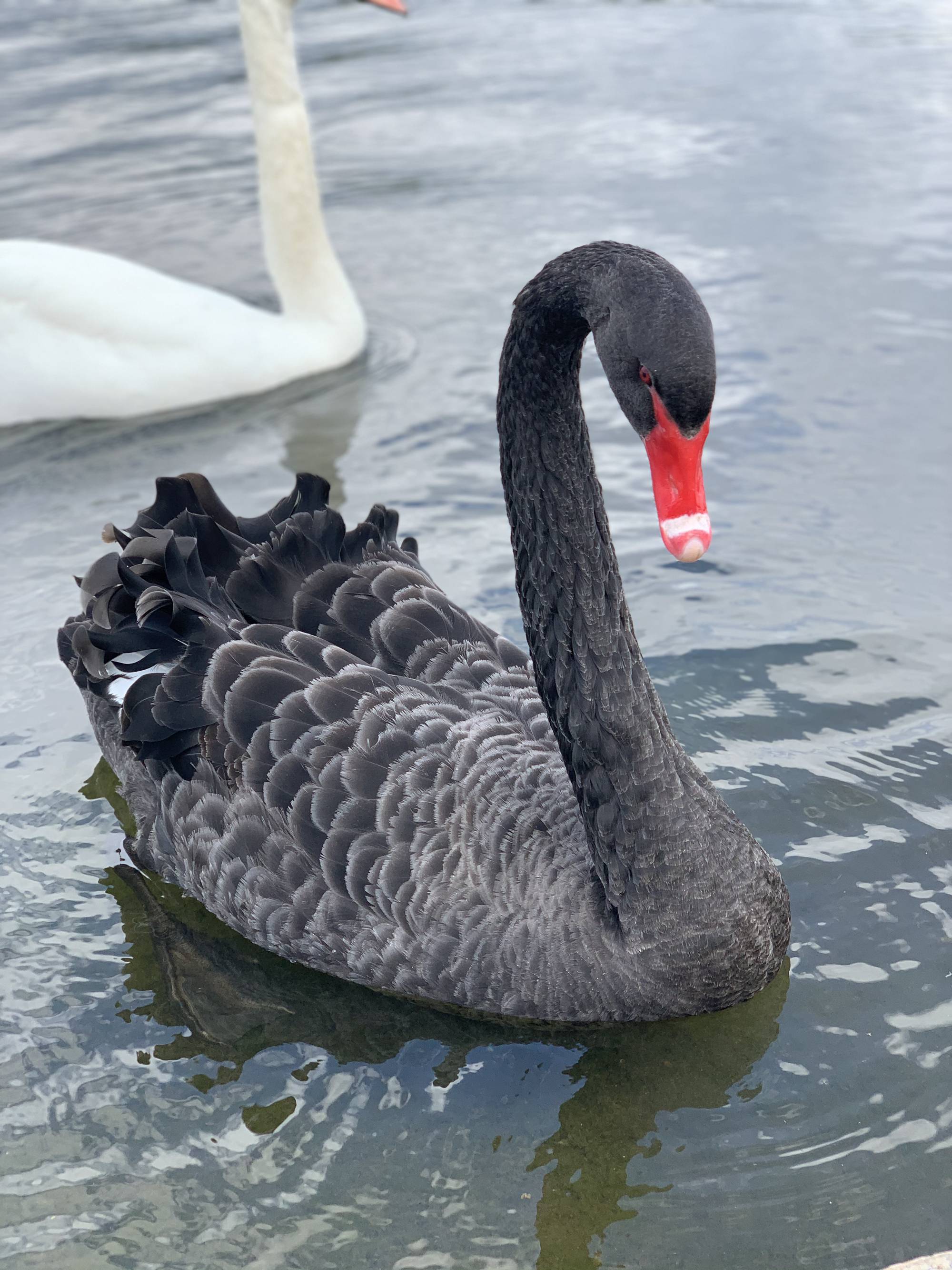 black swans need to be appreciated more 🦢 | Scrolller
