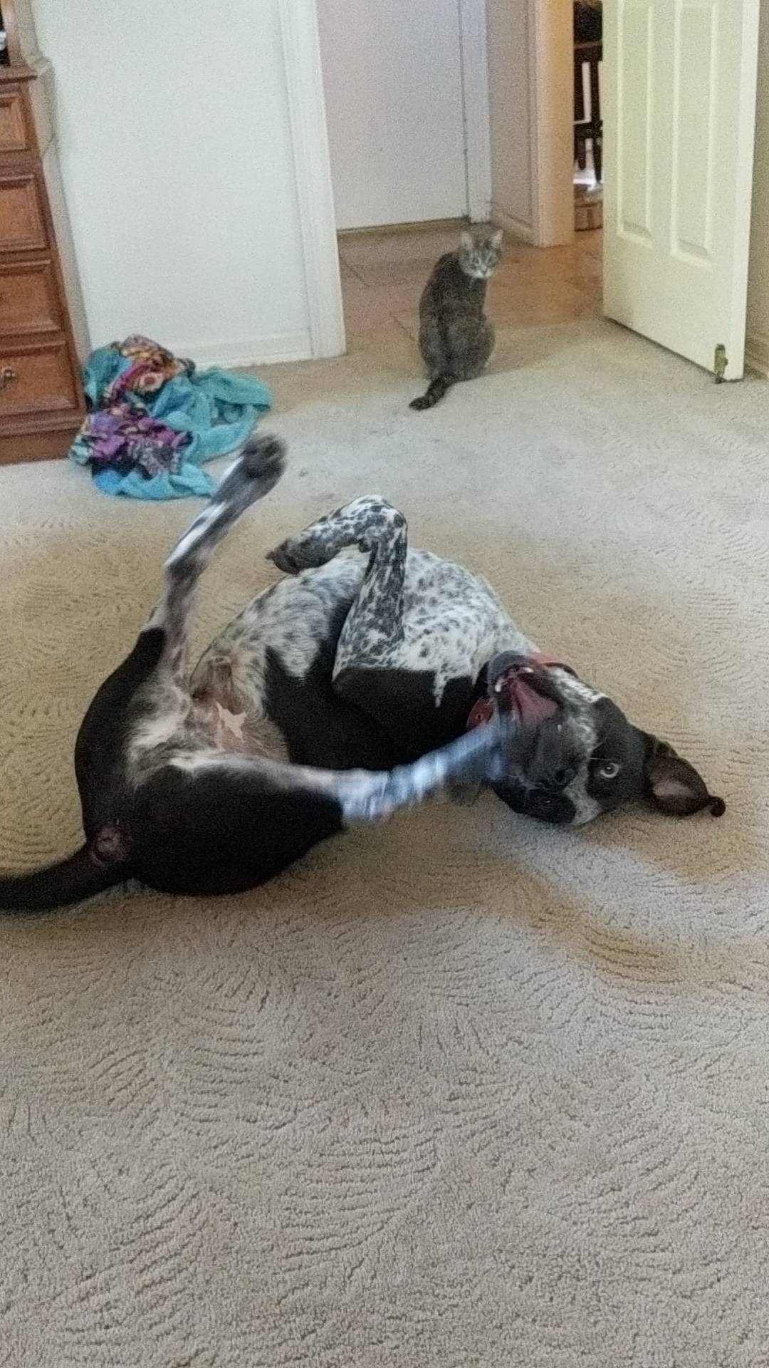 Blaster loves rolling around on the carpet. Pixel likes to judge him. | Scrolller