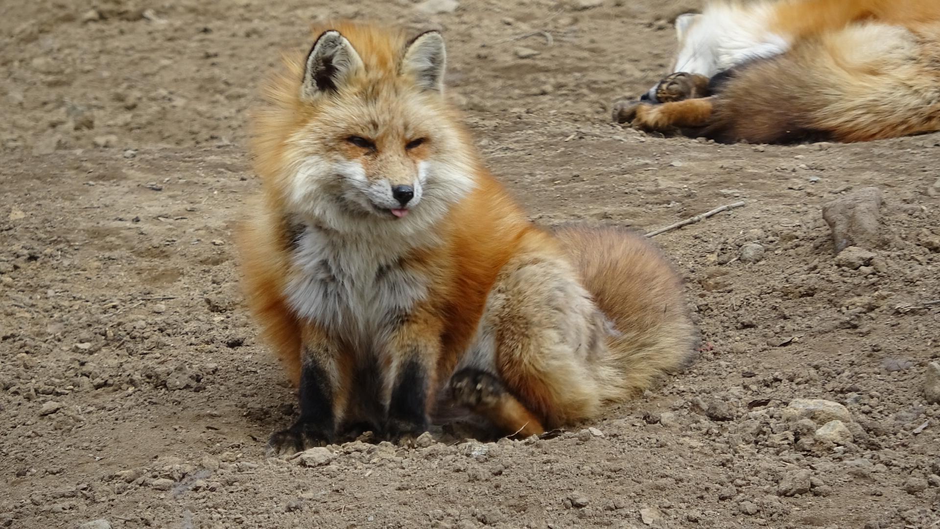 Bleb Fox | Scrolller