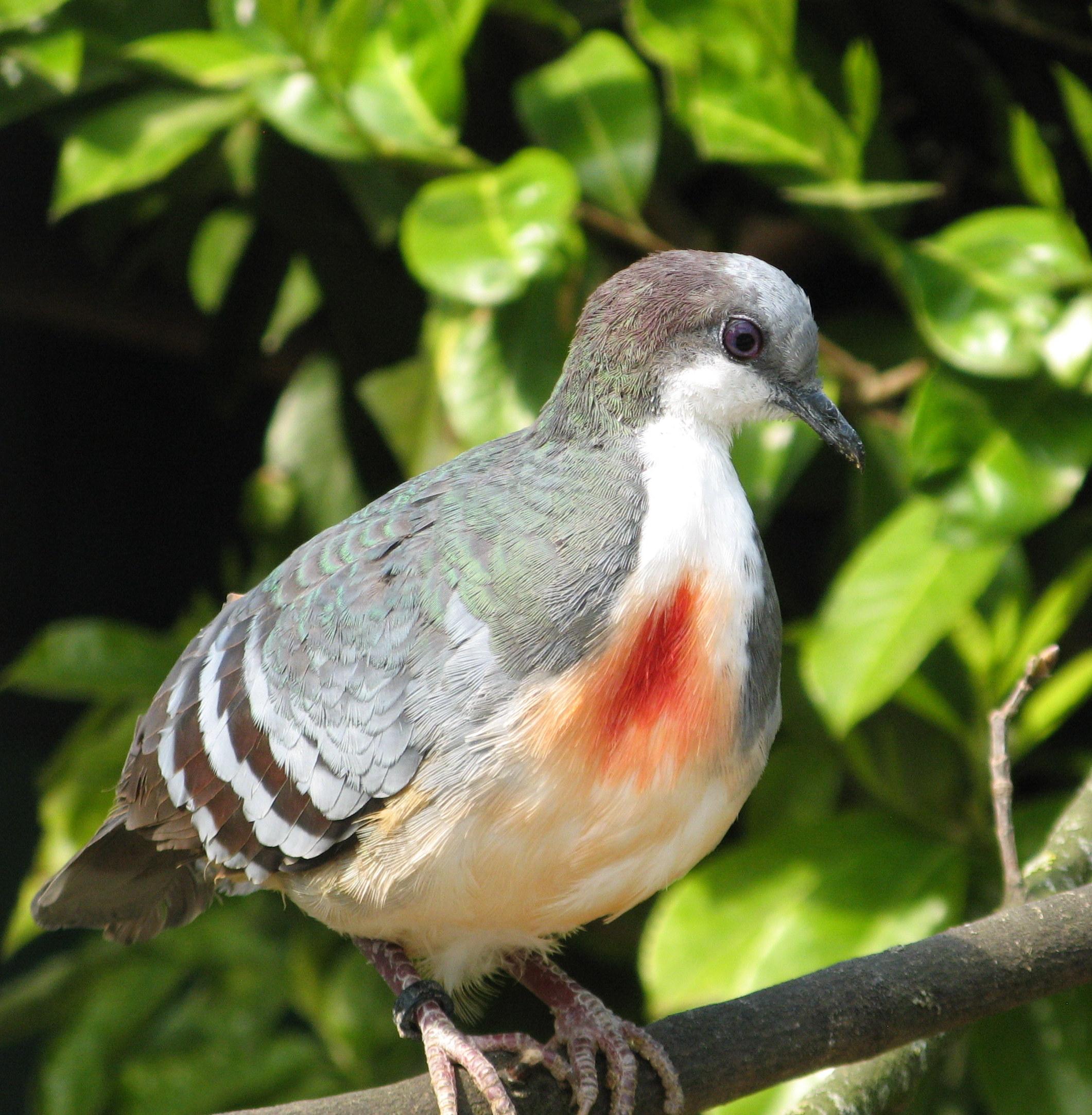 Bleeding heart dove | Scrolller