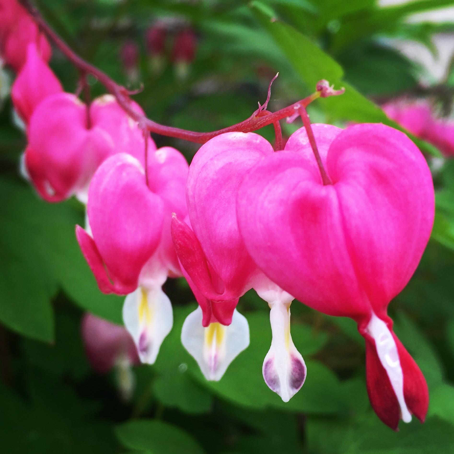 Bleeding Hearts (: | Scrolller