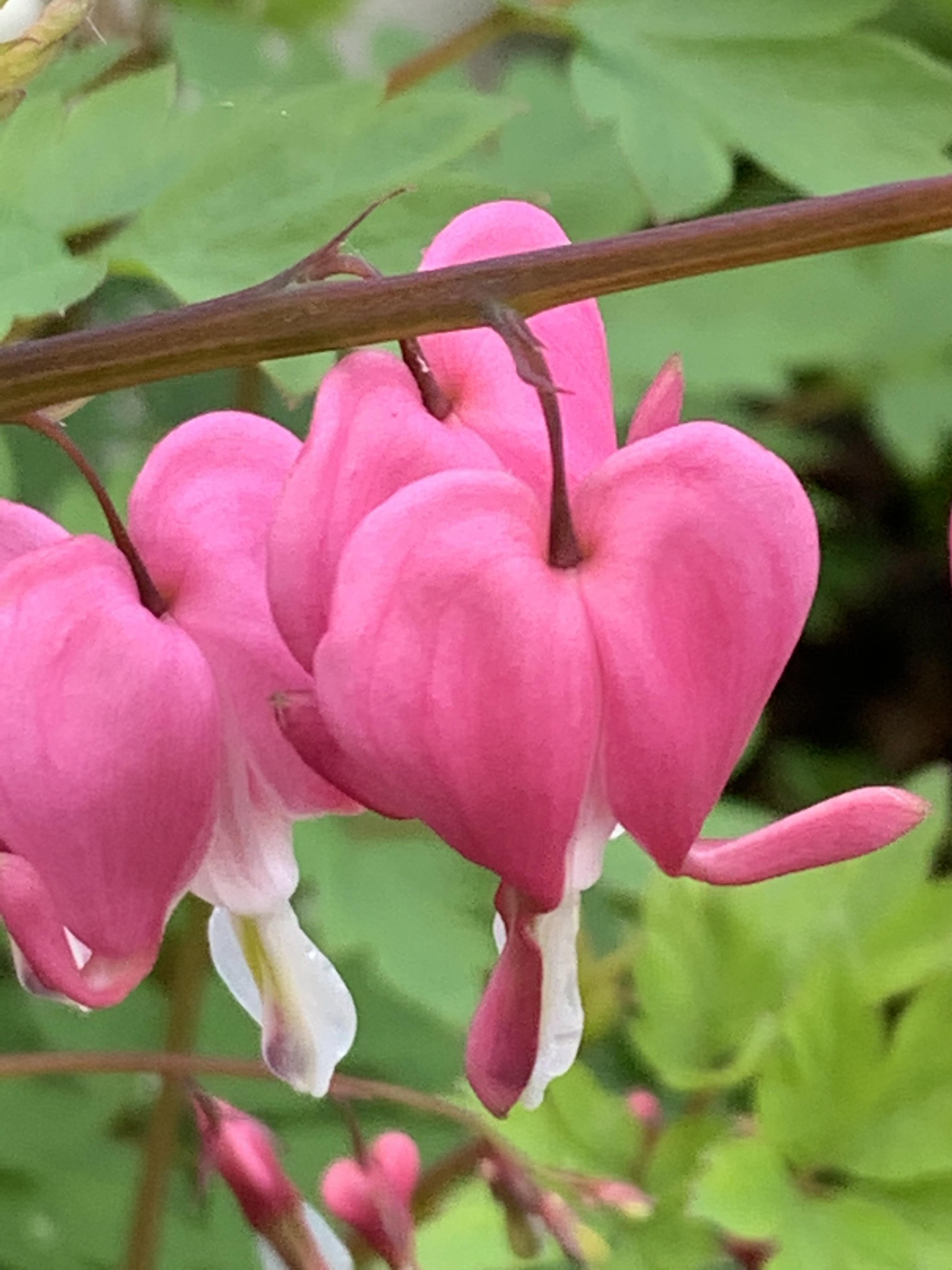 Bleeding hearts in Newburgh | Scrolller