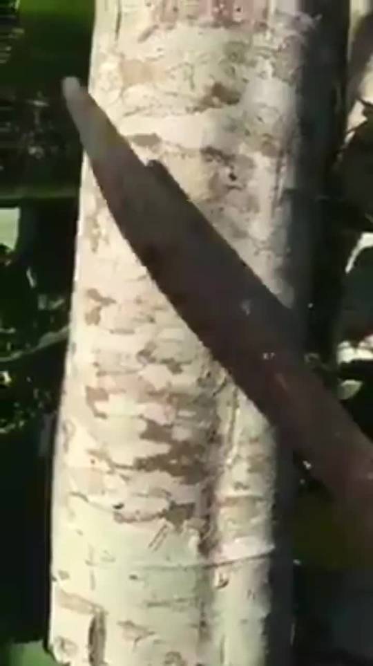 Bleeding tree | Scrolller