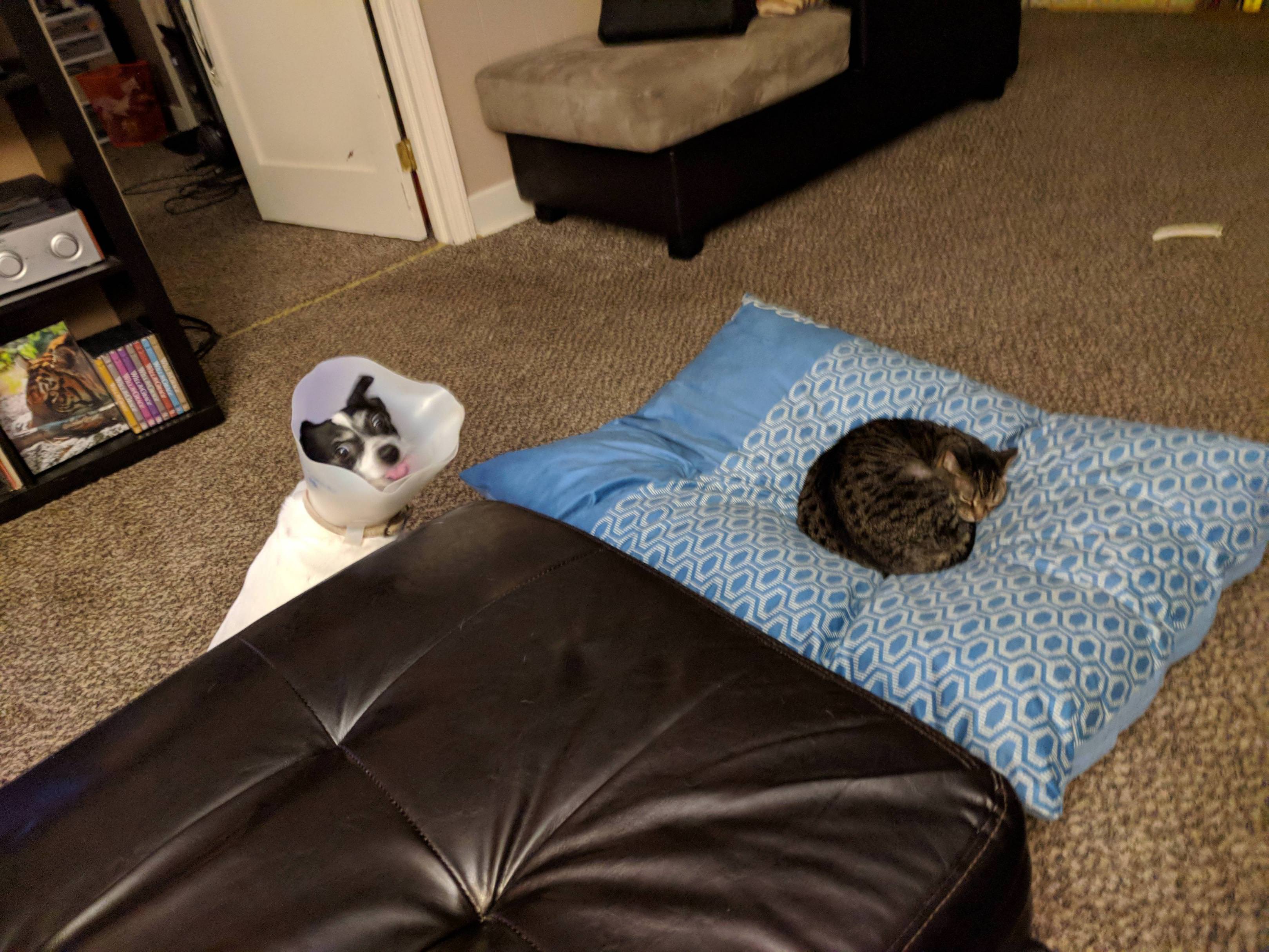 Blep, why she need the whole thing? | Scrolller