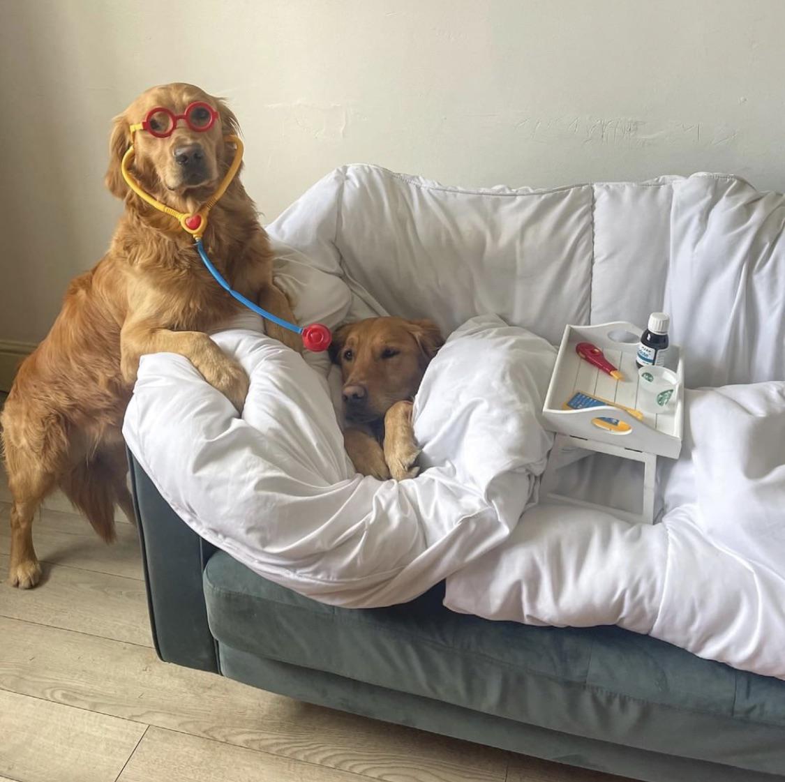 Blessed_ dogtor | Scrolller