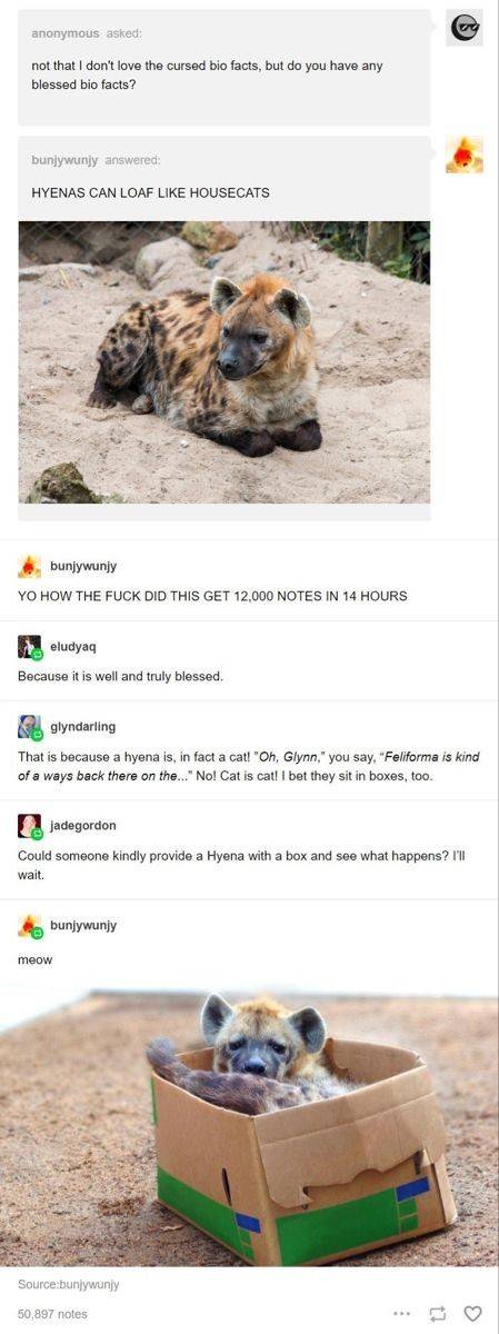 Blessed hyena | Scrolller