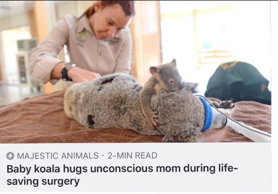 Blessed_koala | Scrolller