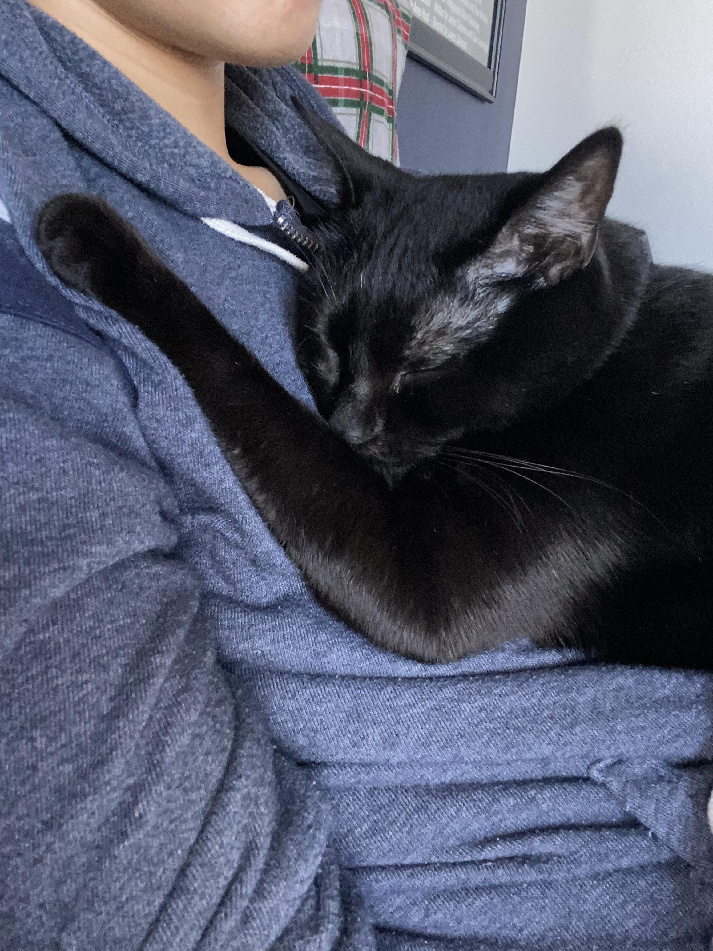 Blessed Sleeping Cat! | Scrolller