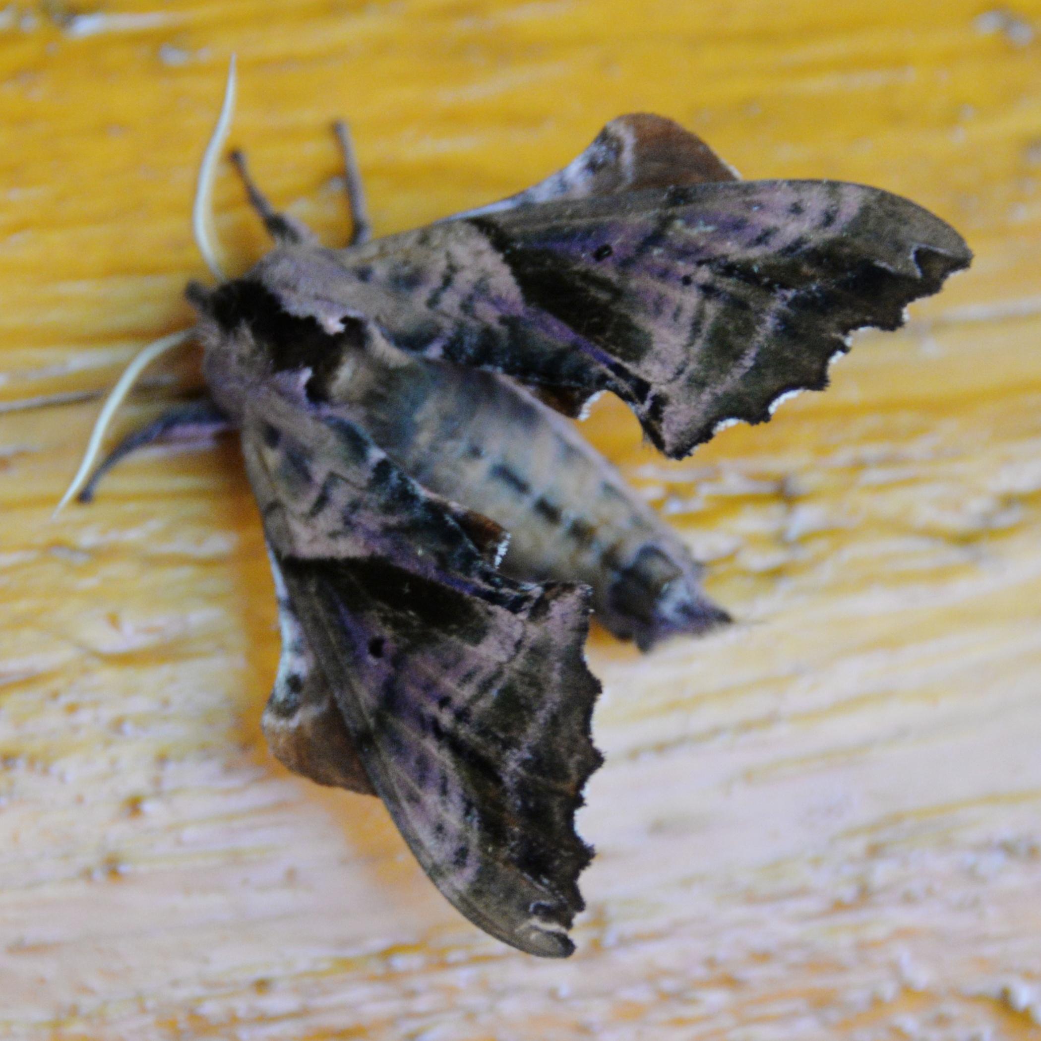 Blinded Sphinx | Scrolller