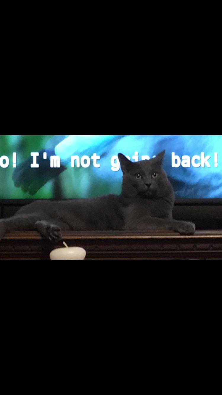 Blocking the TV....I think he is trying to tell us something | Scrolller