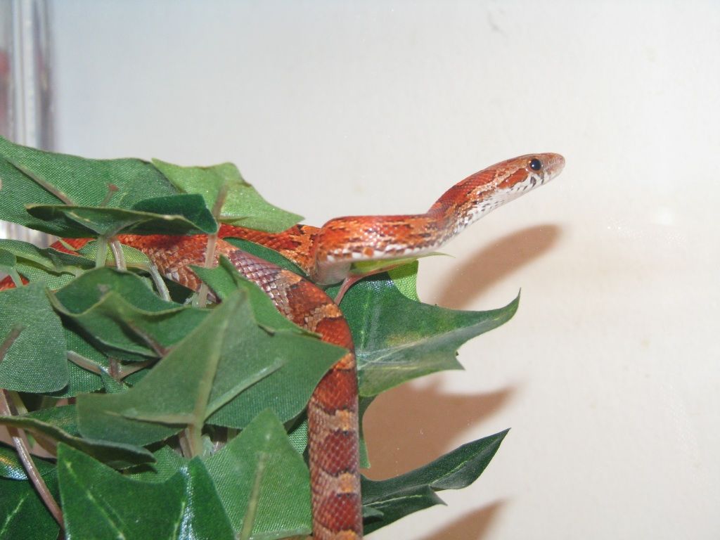 Blood red corn snake aka Anubis | Scrolller