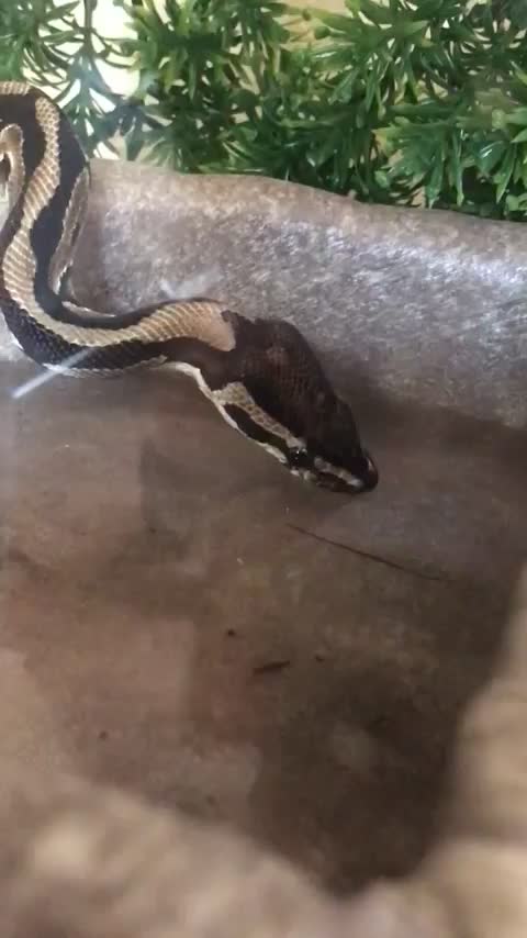 blowing bubbles | Scrolller